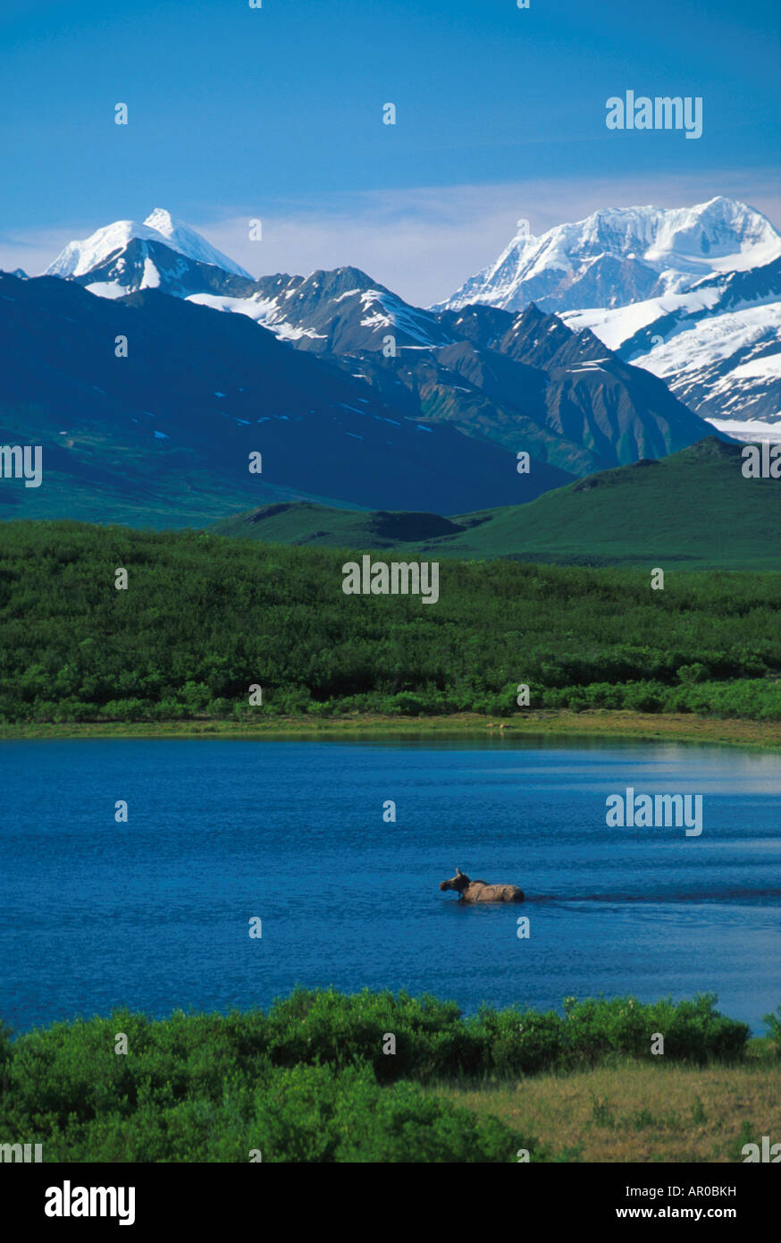 Denali state park moose hi-res stock photography and images - Alamy