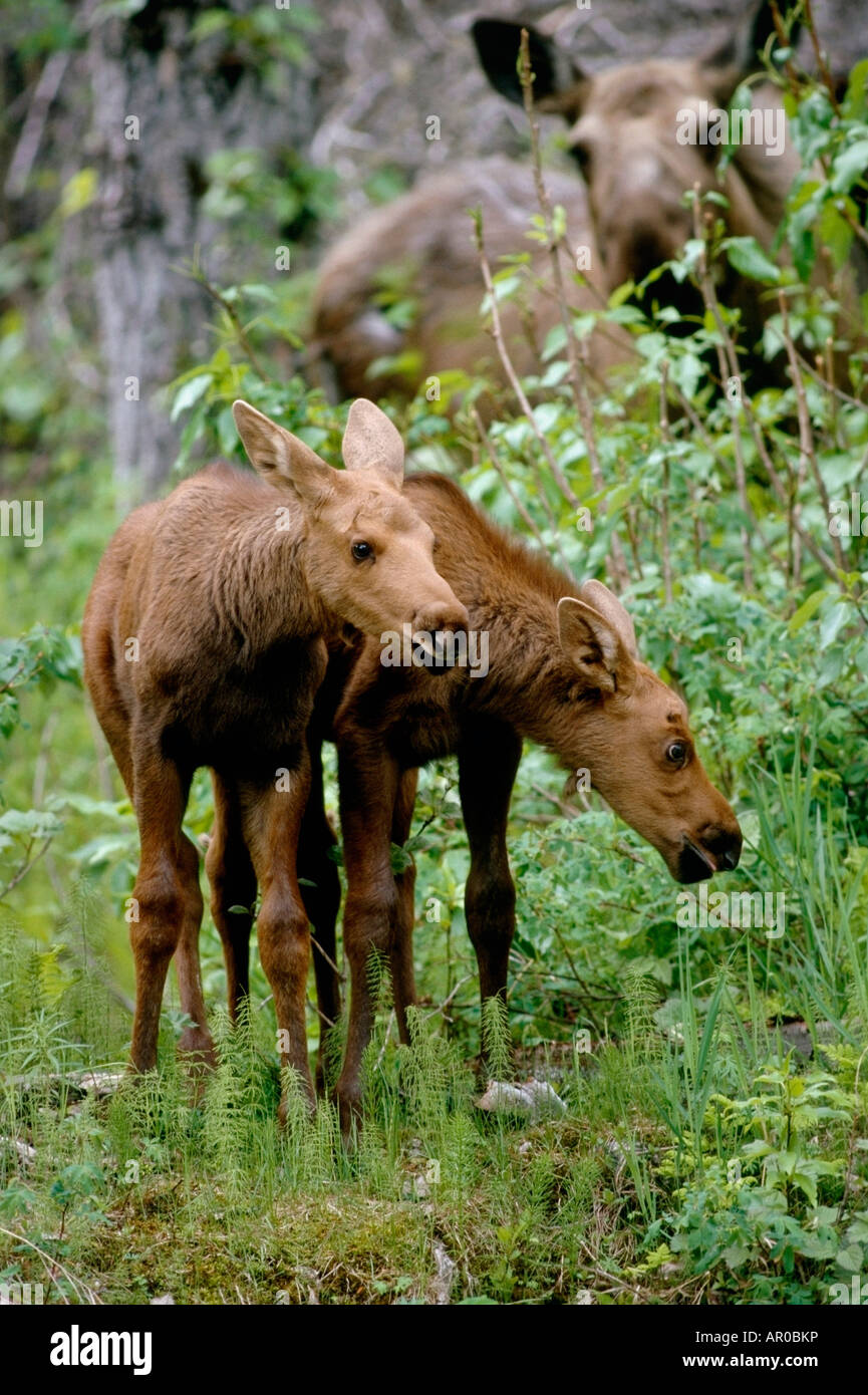 Female Moose Looks Over Newborn Calves Kenai NWR AK Stock Photo - Alamy