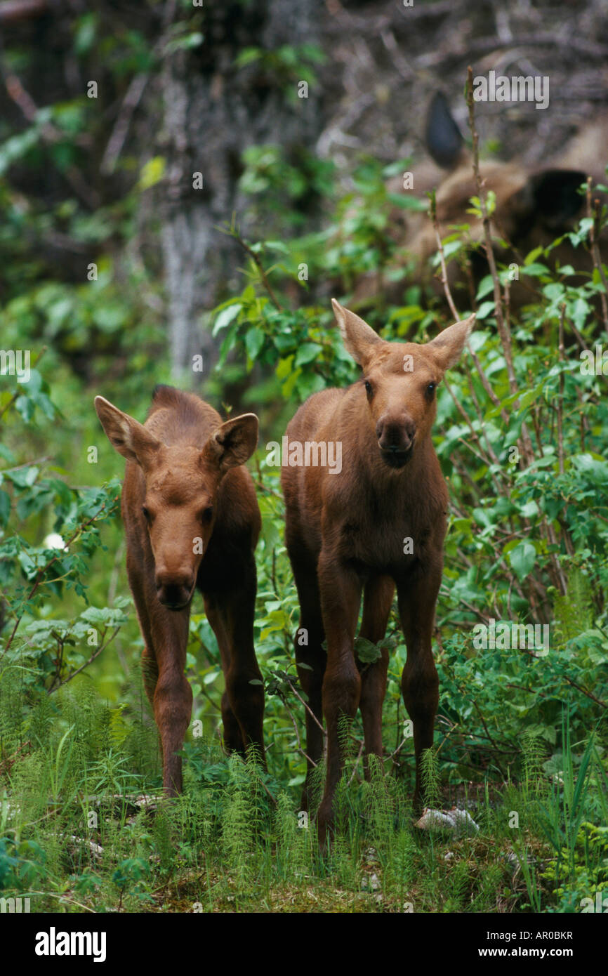 Female Moose Looks Over Newborn Calves Kenai NWR AK Stock Photo - Alamy
