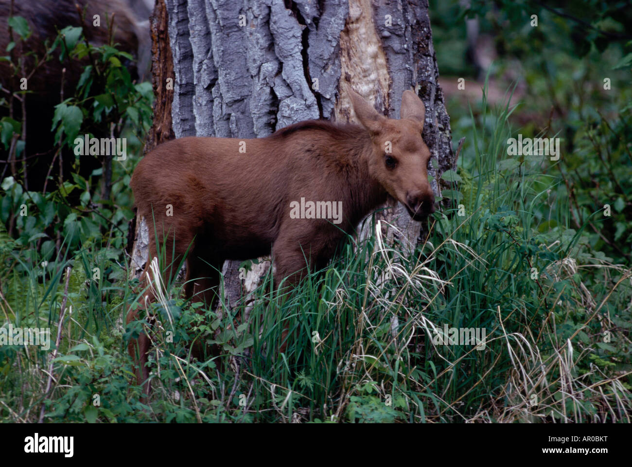Female Moose Looks Over Newborn Calves Kenai NWR AK Stock Photo - Alamy