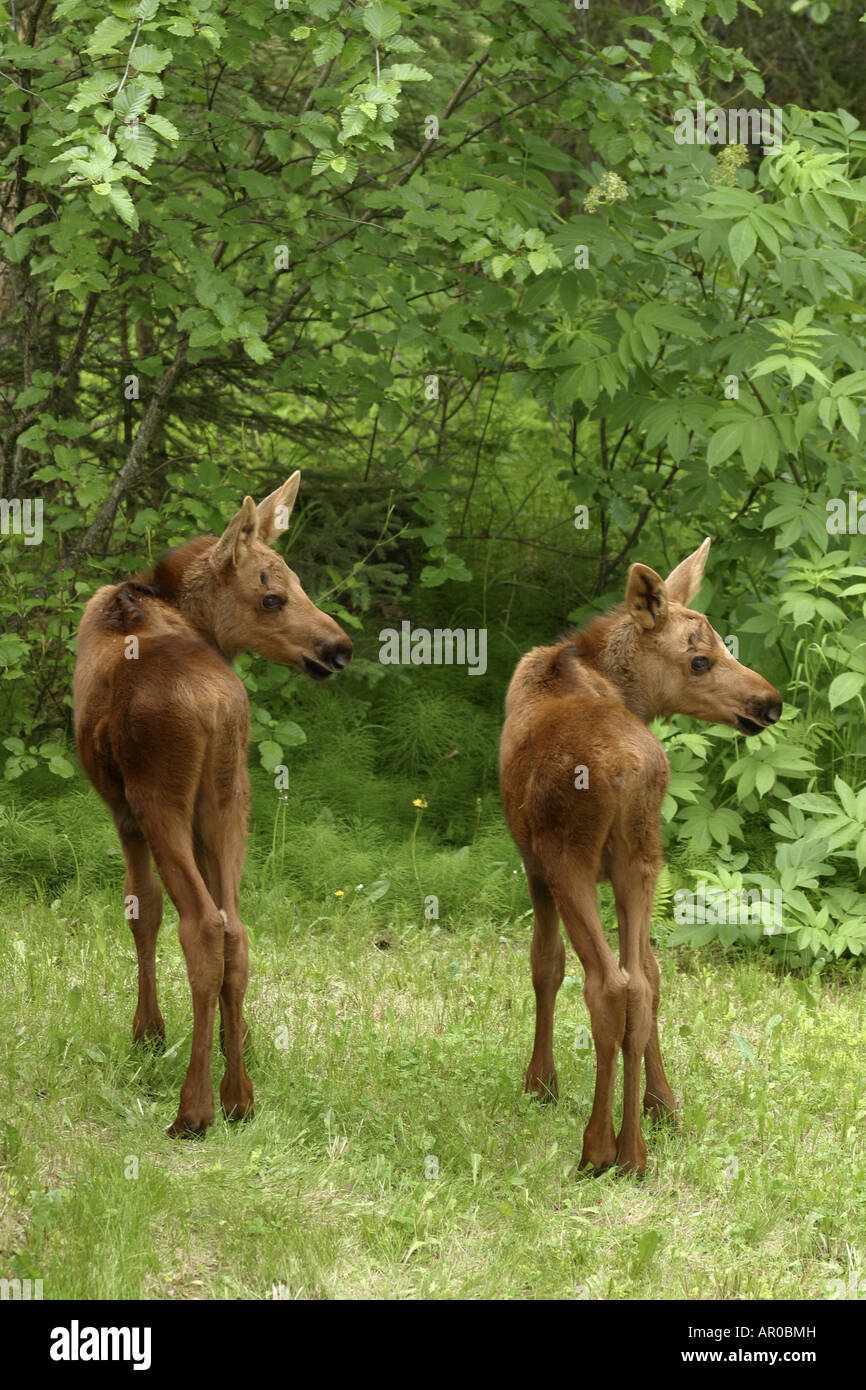 Twin Moose Calves 2-3 Weeks Old in Backyard SC AK Summer Anchorage ...
