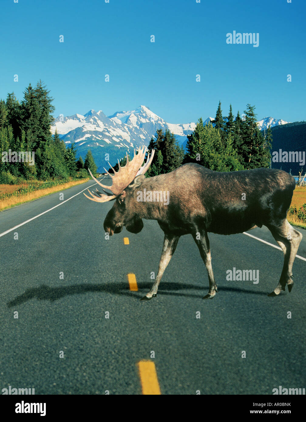 Large Moose Crossing Seward Hwy Chugach Mts SC AK Composite Image Stock ...