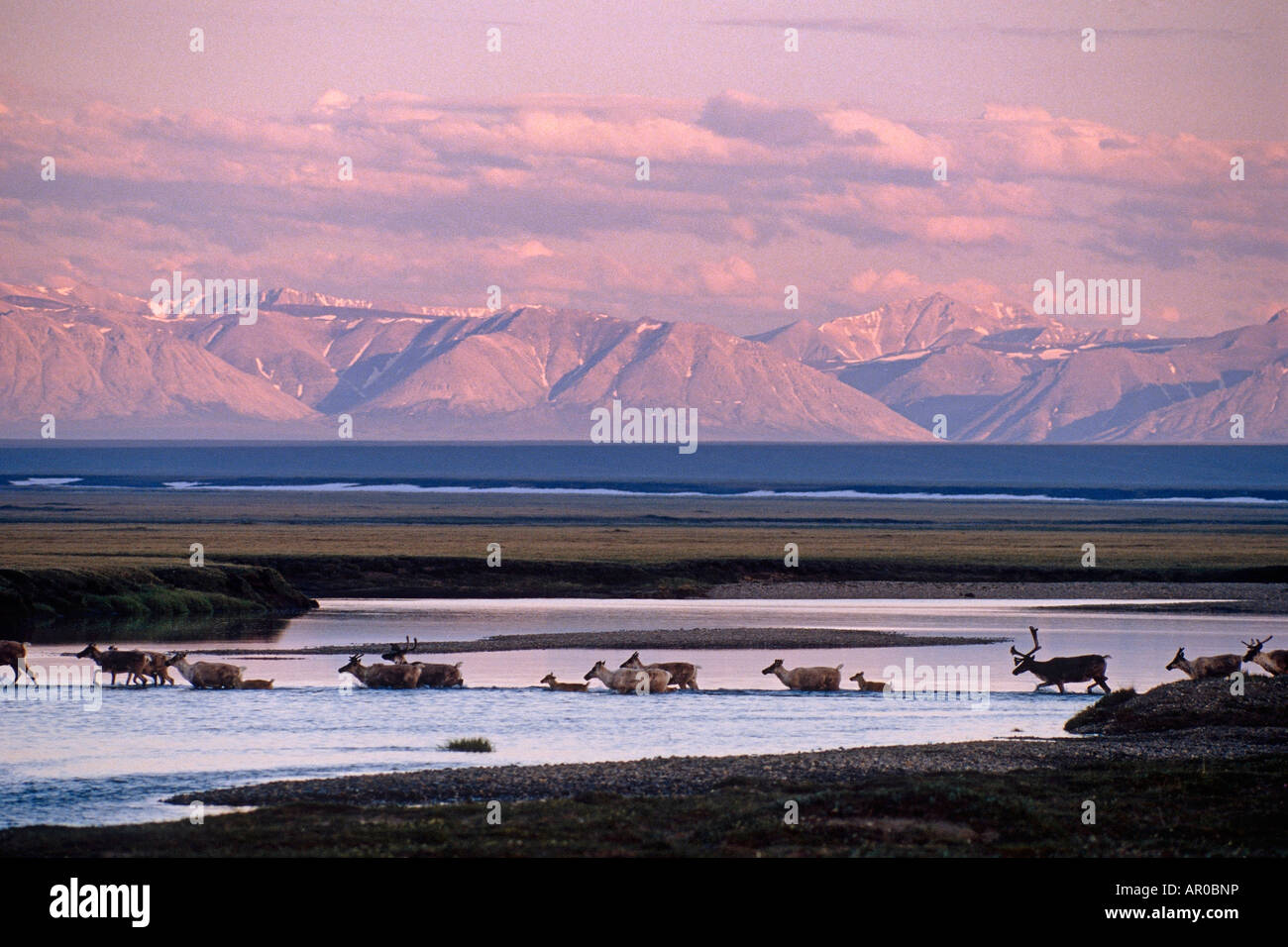 Porcupine Caribou herd Tamayariak River ANWR AK Stock Photo - Alamy