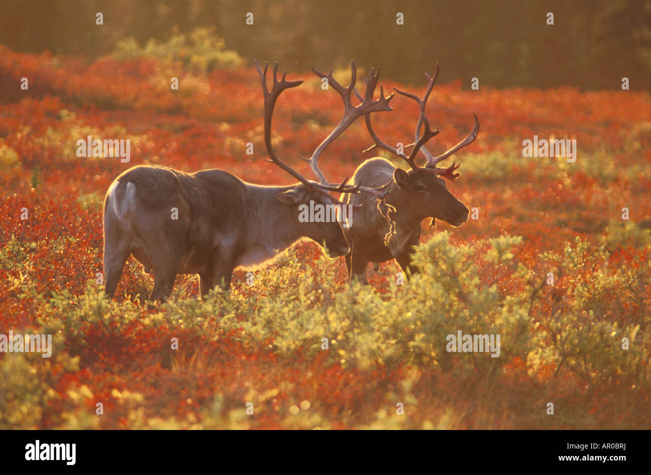 Rutting Caribou @ Denali National Park INT Alaska Fall Scenic Stock ...