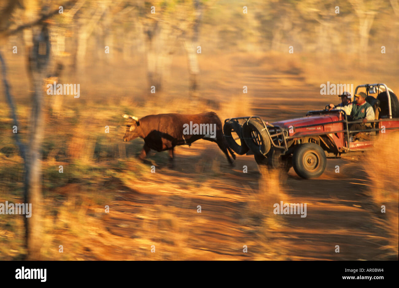 Aboriginal stockmen, Gibb River Station, Kimberle, Australien, West ...