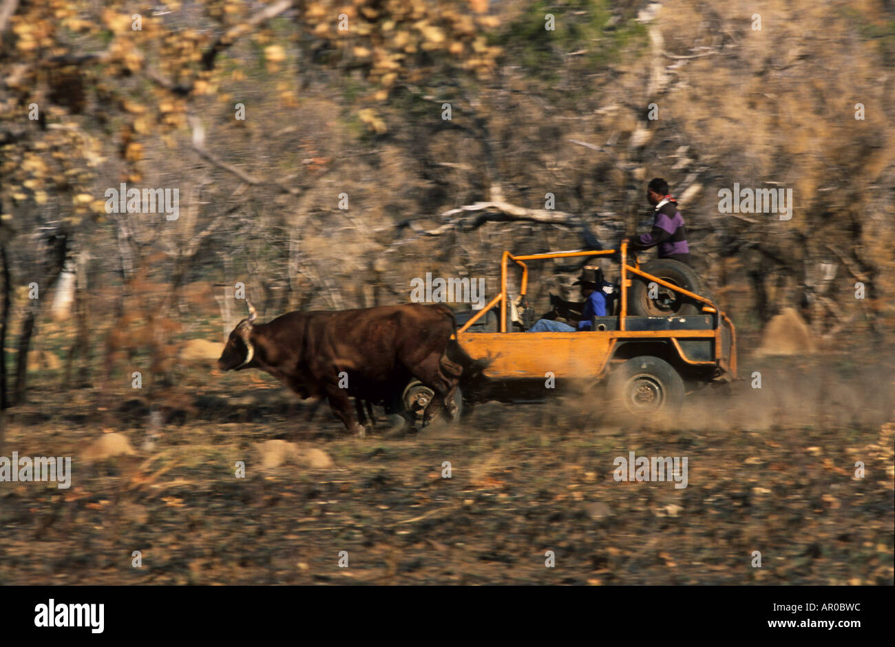 Aboriginal stockmen, Gibb River Station, Kimberle, Australien, West ...