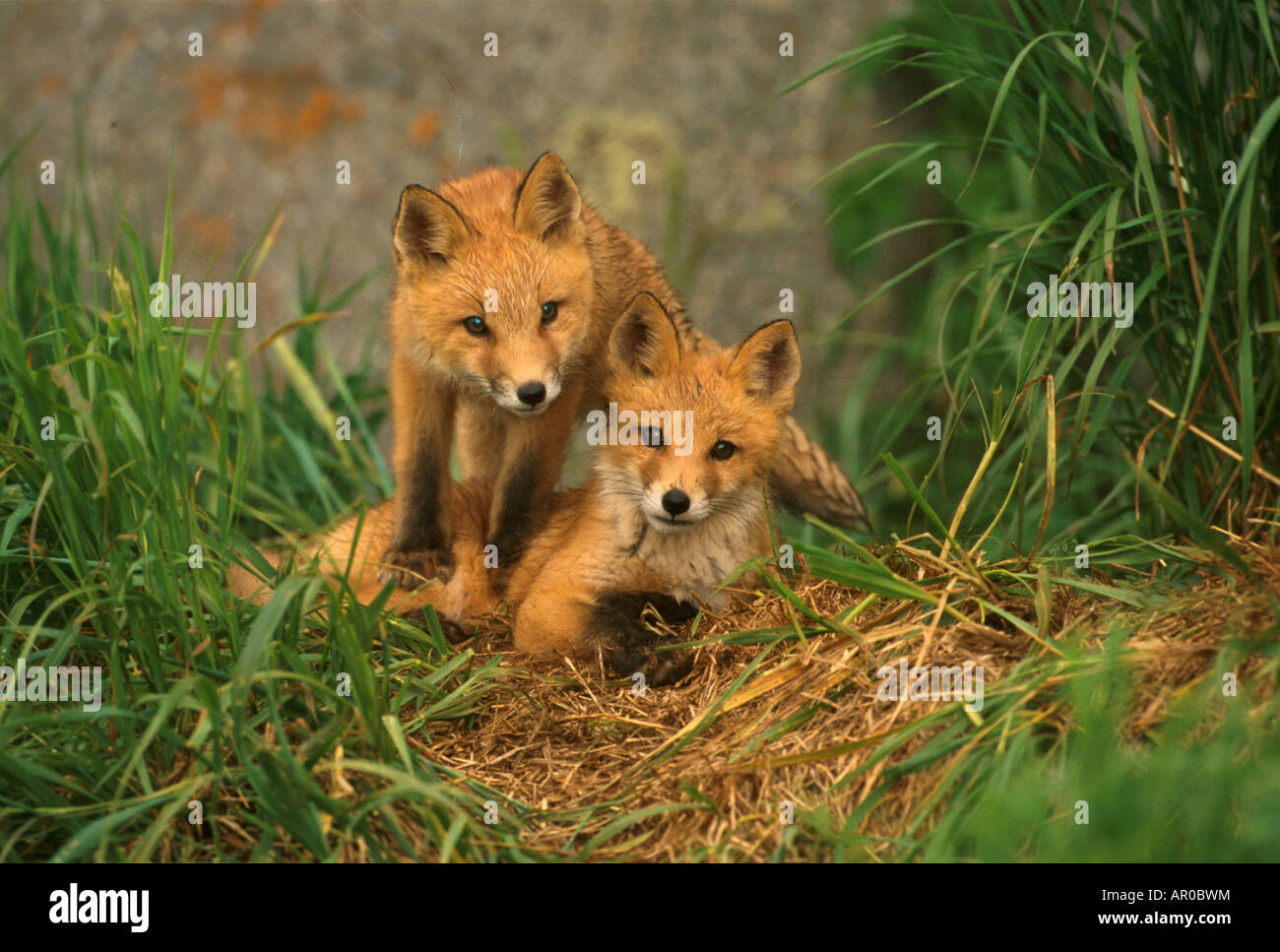 Cute country western couple hi-res stock photography and images - Alamy
