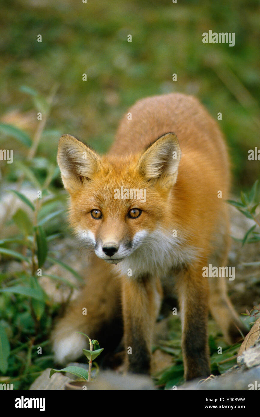 Red fox Denali Natl Park Interior Alaska Summer Stock Photo - Alamy
