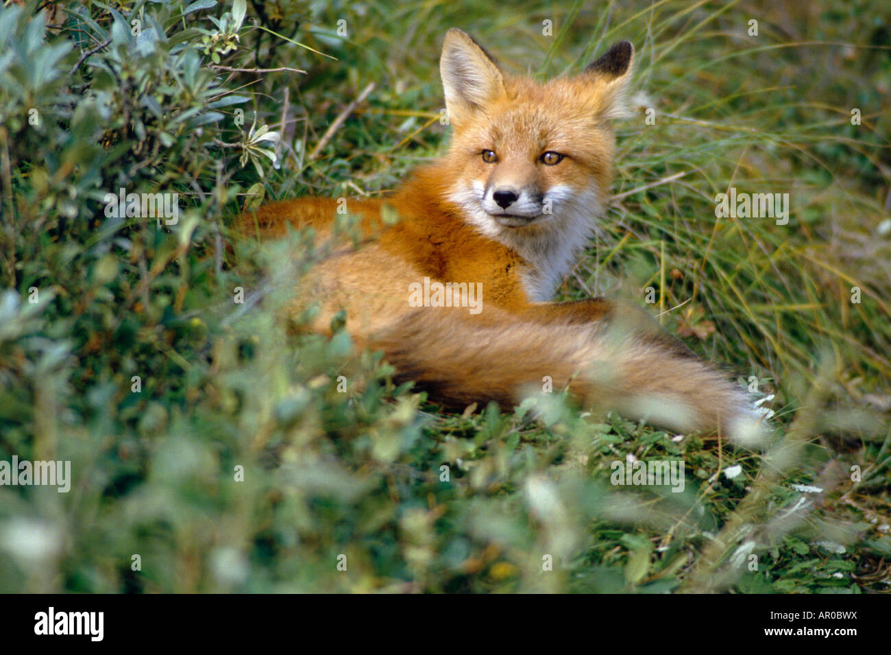 Red Fox Lying Down in Grass Denali Natl Park Interior AK/nSummer Stock ...