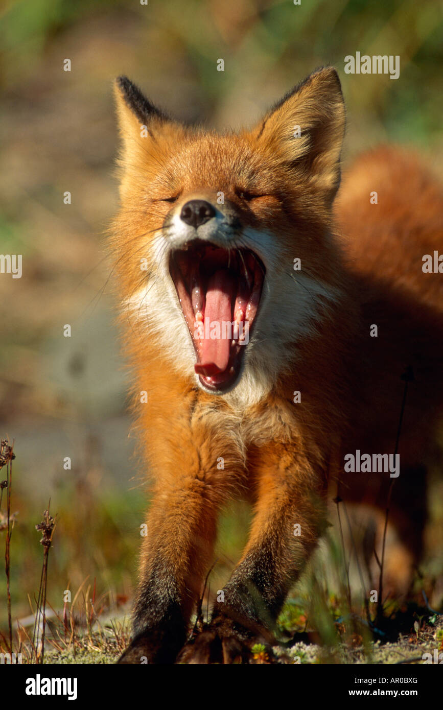 Red Fox Yawning Denali Natl Park Interior Summer AK Stock Photo - Alamy