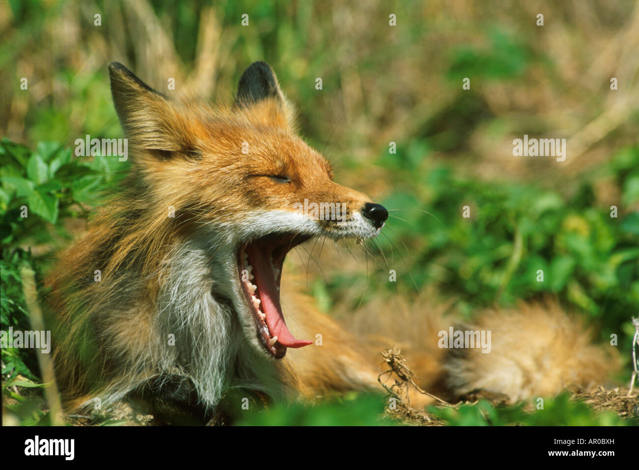 Red Fox Yawning Southwest Summer AK Stock Photo - Alamy