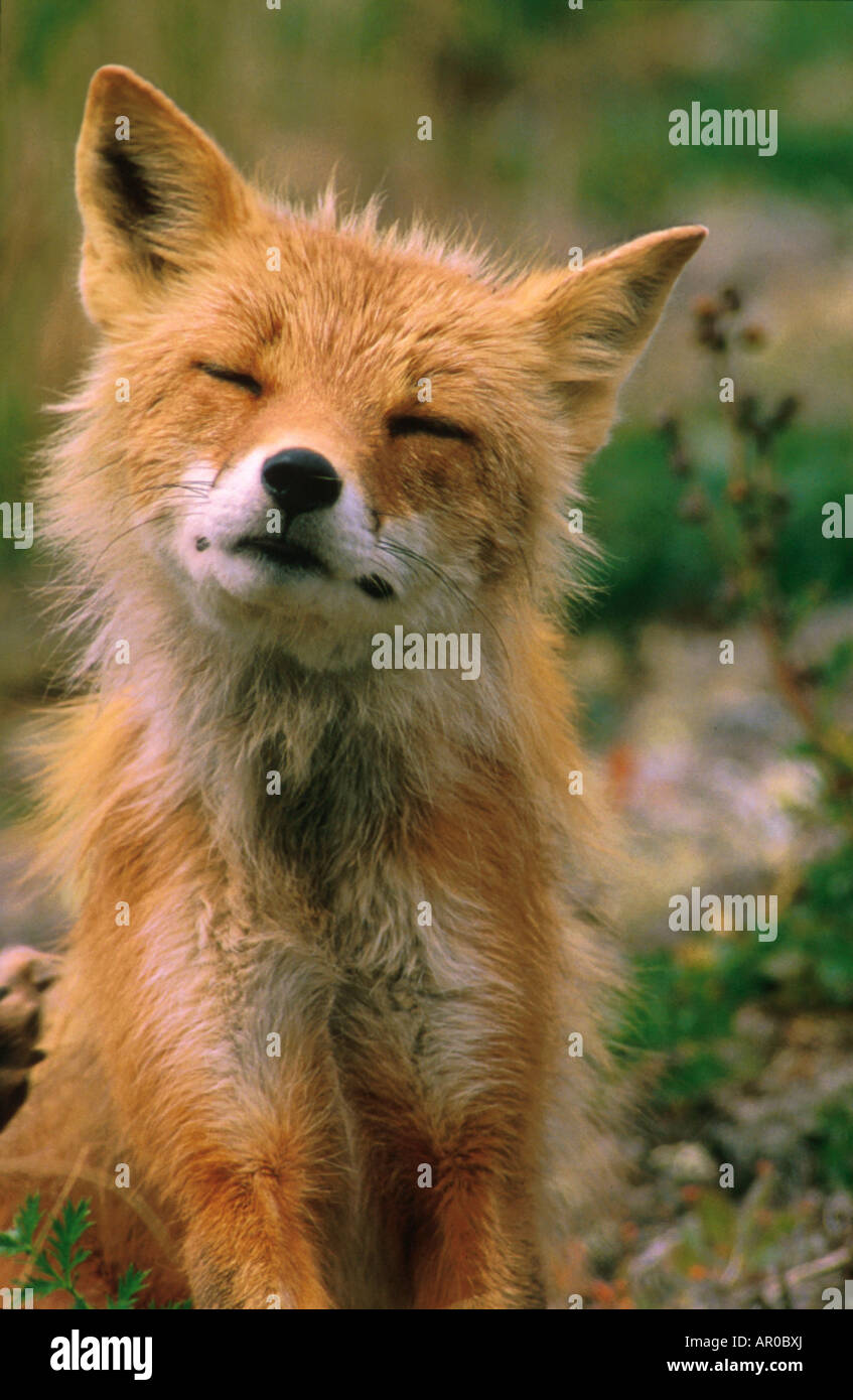 Red Fox Round Isl Walrus Isl State Game Sancuary AK Western Portrait ...