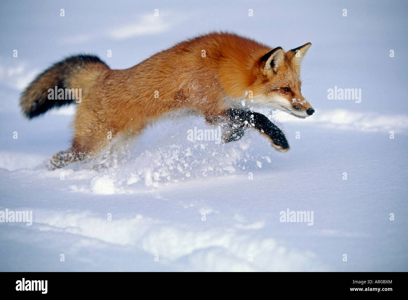 Captive Red Fox Pouncing Winter Stock Photo - Alamy