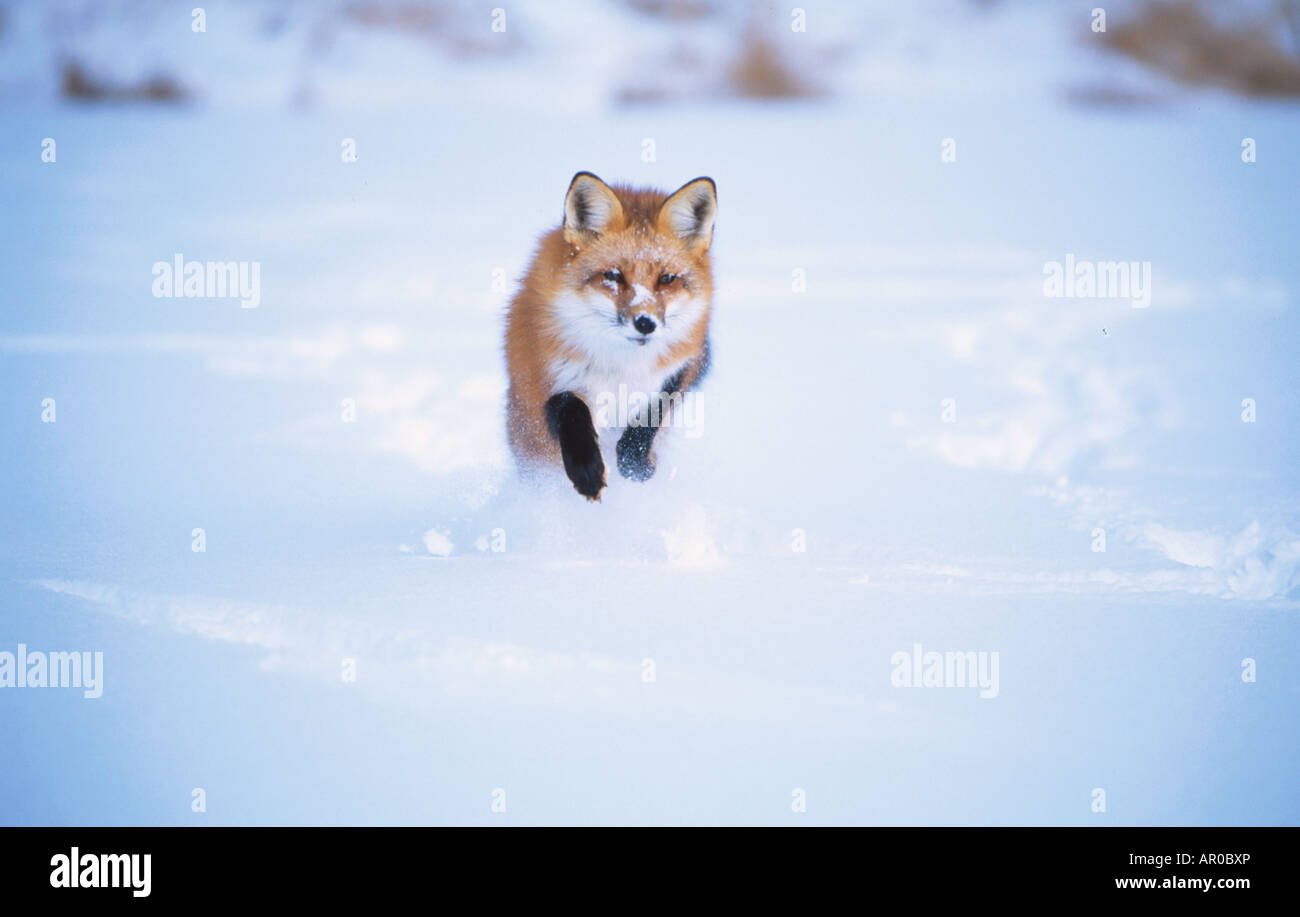 Captive Red Fox Pouncing Winter Stock Photo - Alamy