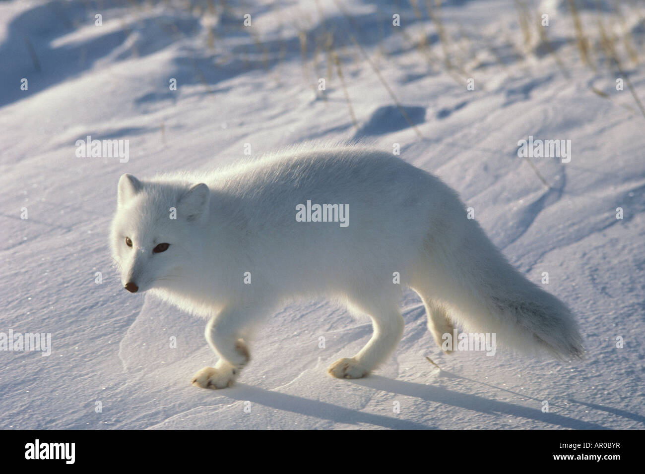 Arctic Fox Arctic AK winter portrait Stock Photo - Alamy