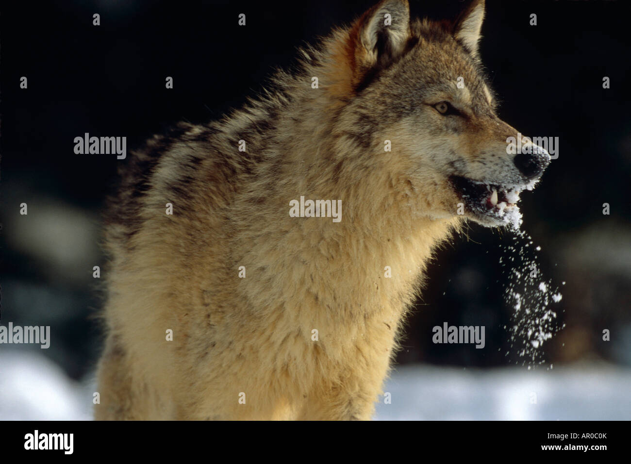 Portrait of Gray Wolf Eating Snow Canada Yukon Winter Stock Photo - Alamy