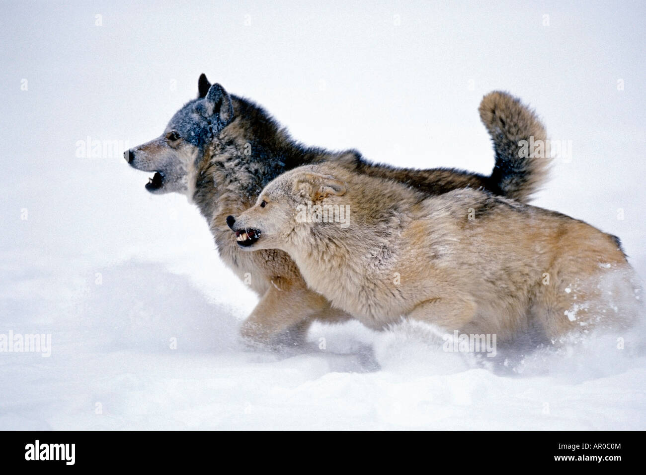 Couple of Captive Wolves Winter Stock Photo - Alamy