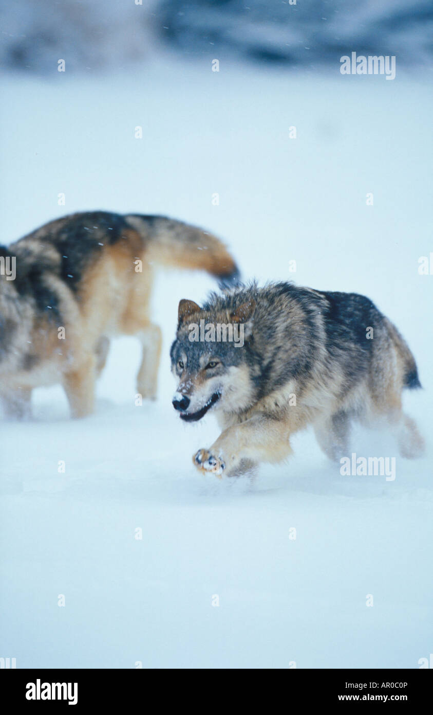 Couple of Captive Wolves Winter Stock Photo - Alamy