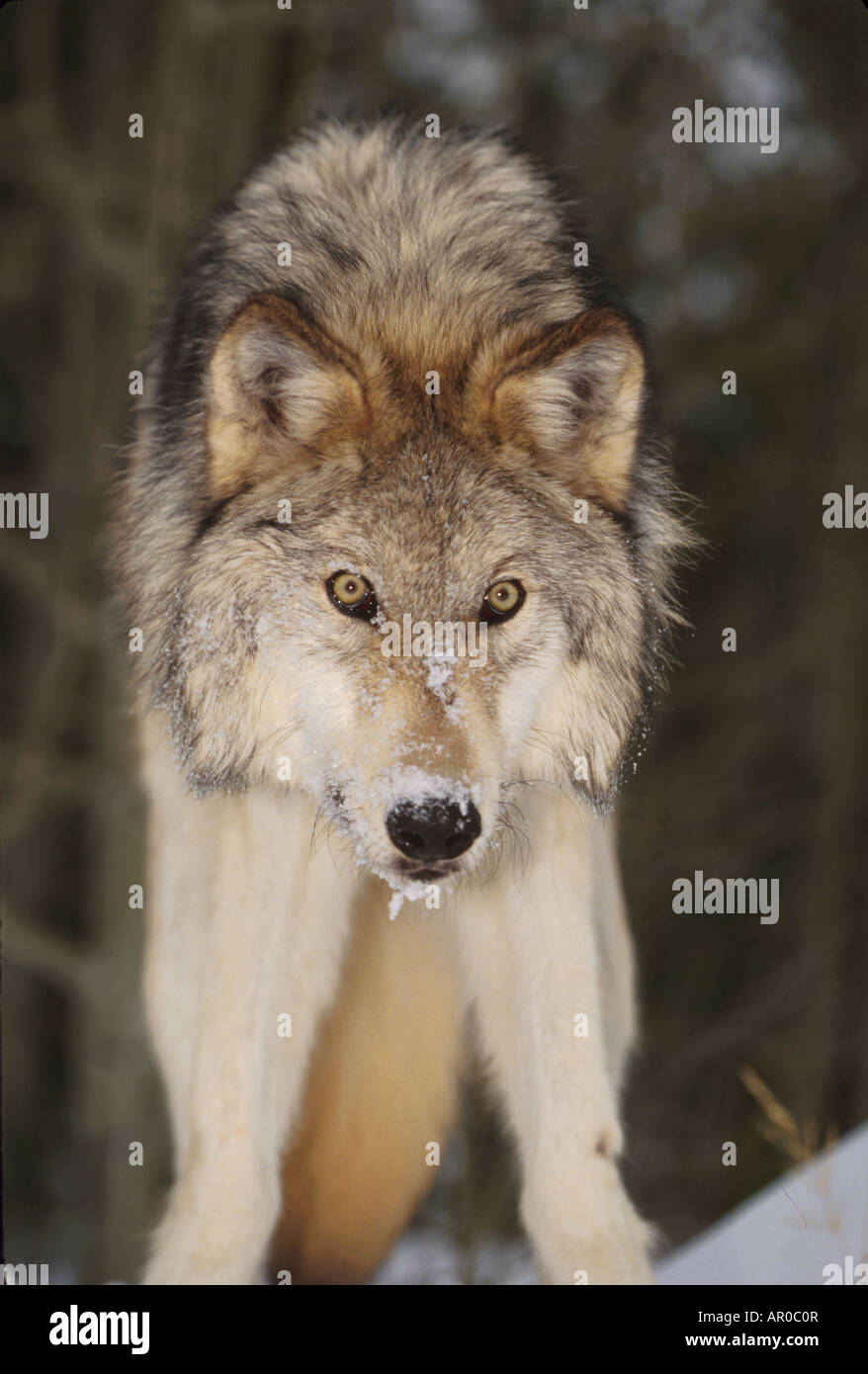Grey wolf standing on rocks hi-res stock photography and images - Alamy