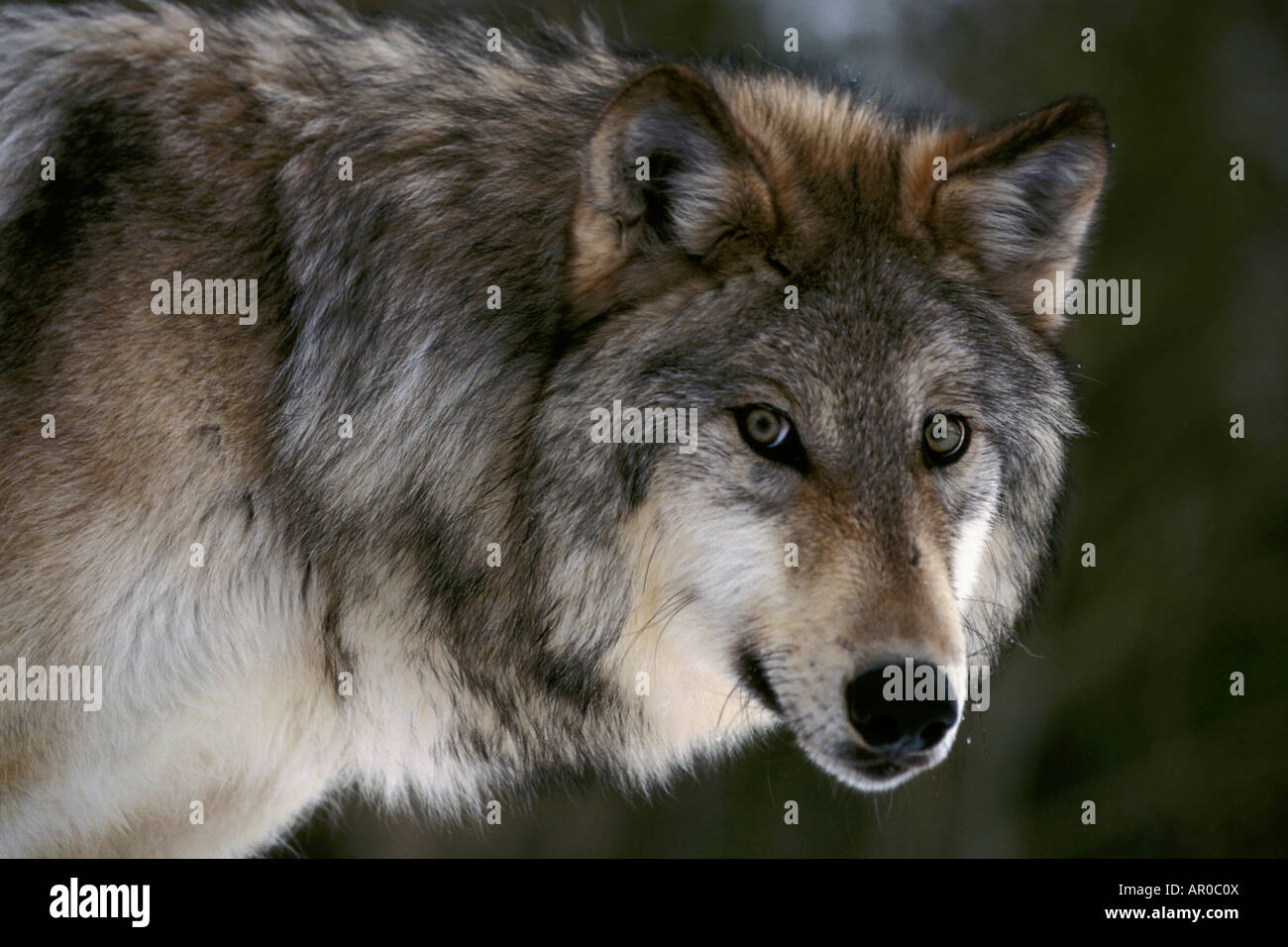 Grey Wolf Standing on Rocks Captive Stock Photo - Alamy