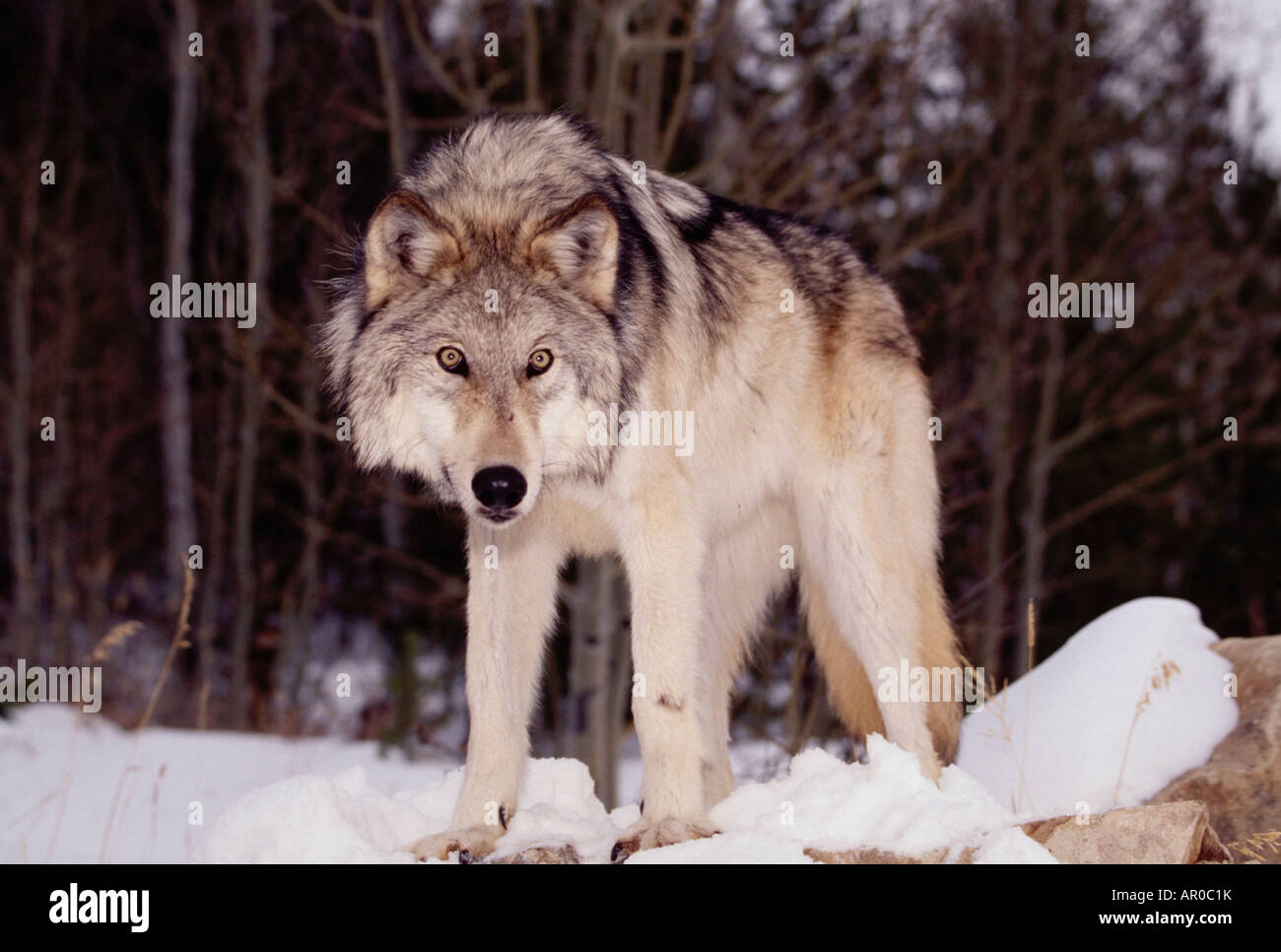 Grey wolf standing on rocks hi-res stock photography and images - Alamy