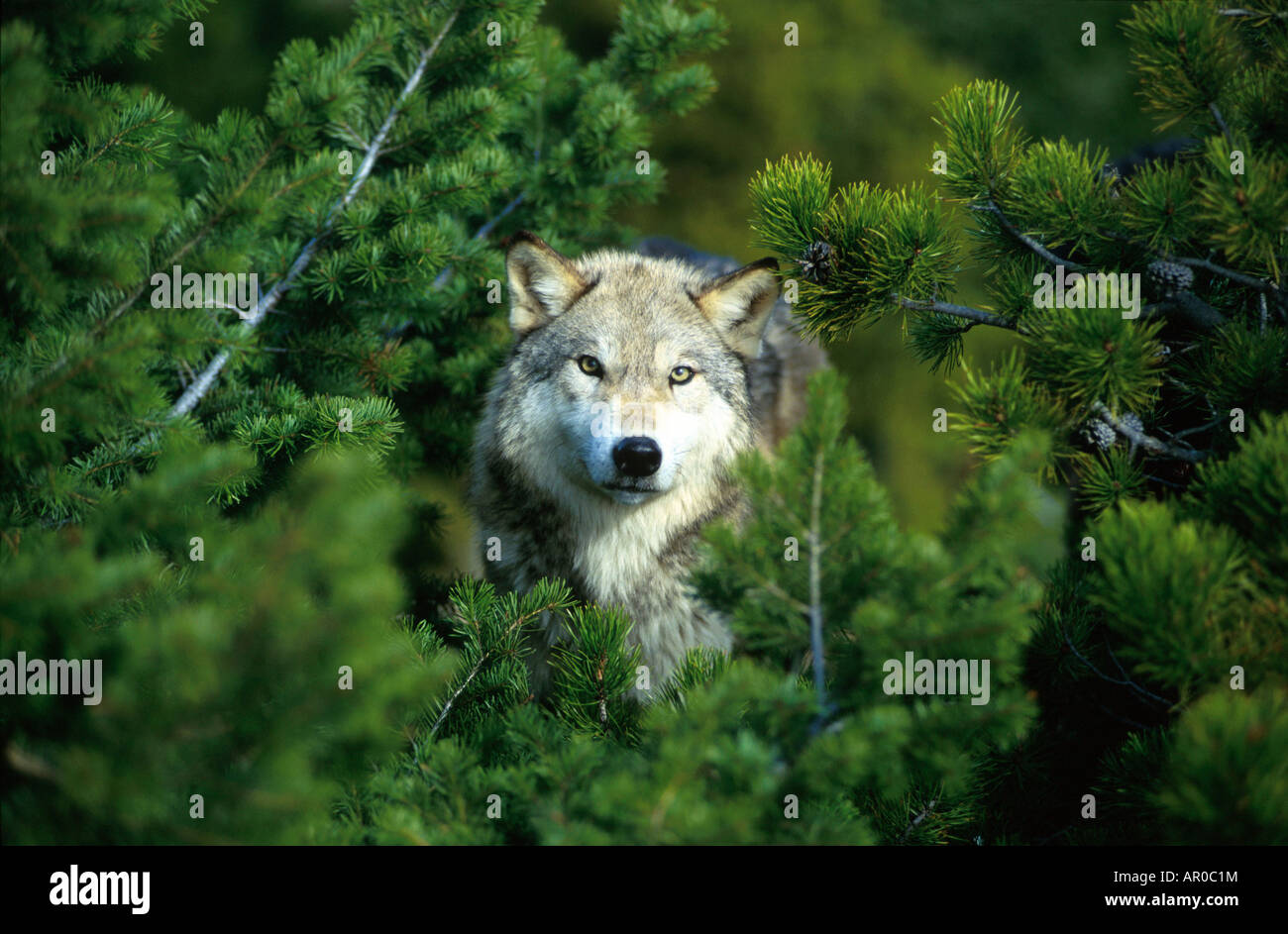 Gray Wolf Face Summer Scenic Tree Branches Portrait Green Stock Photo ...