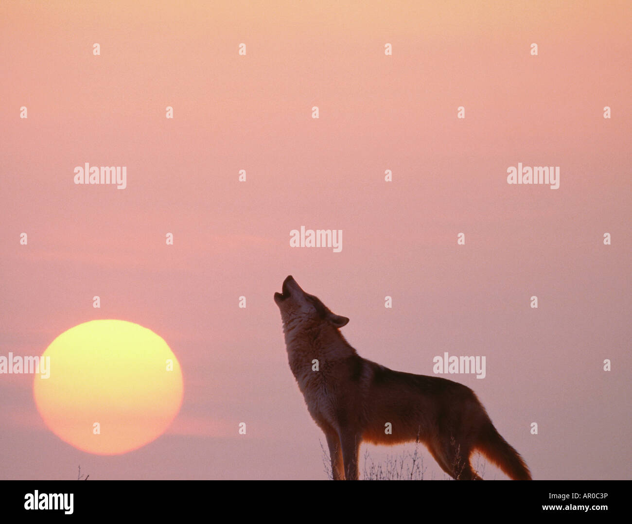 Adult Wolf howling at Sunset. Captive. Composite Stock Photo - Alamy