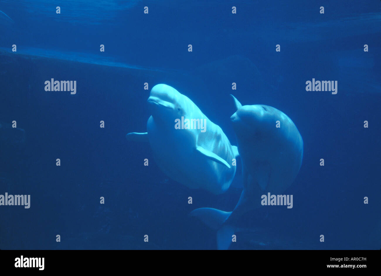 Beluga Whales Swimming Underwater/nTacoma's Point Defiance Zoo Stock ...