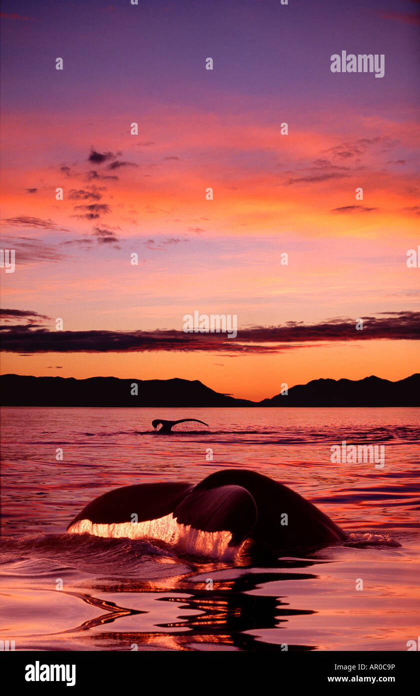 Digital Humpback Whale Tails @ Sunset SE Alaska Scenic Chatham Strait ...