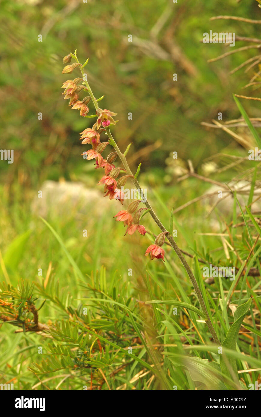 Dark red helleborine, Epipactis atrorubens Stock Photo - Alamy