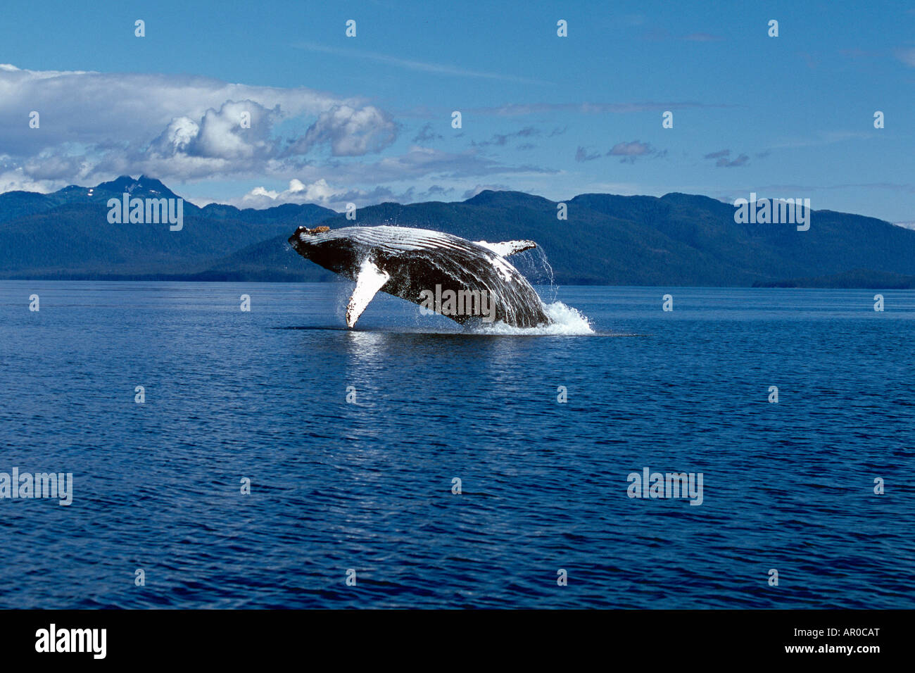 Humpback Whale Breaching Frederick Sound SE AK Stock Photo - Alamy