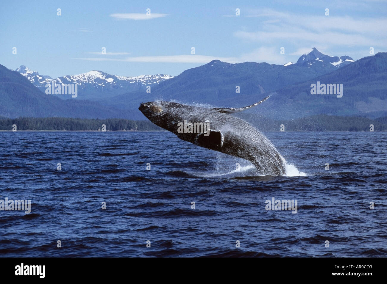 Humpback whale breaching in Frederick Sound Southeast Alaska Summer ...
