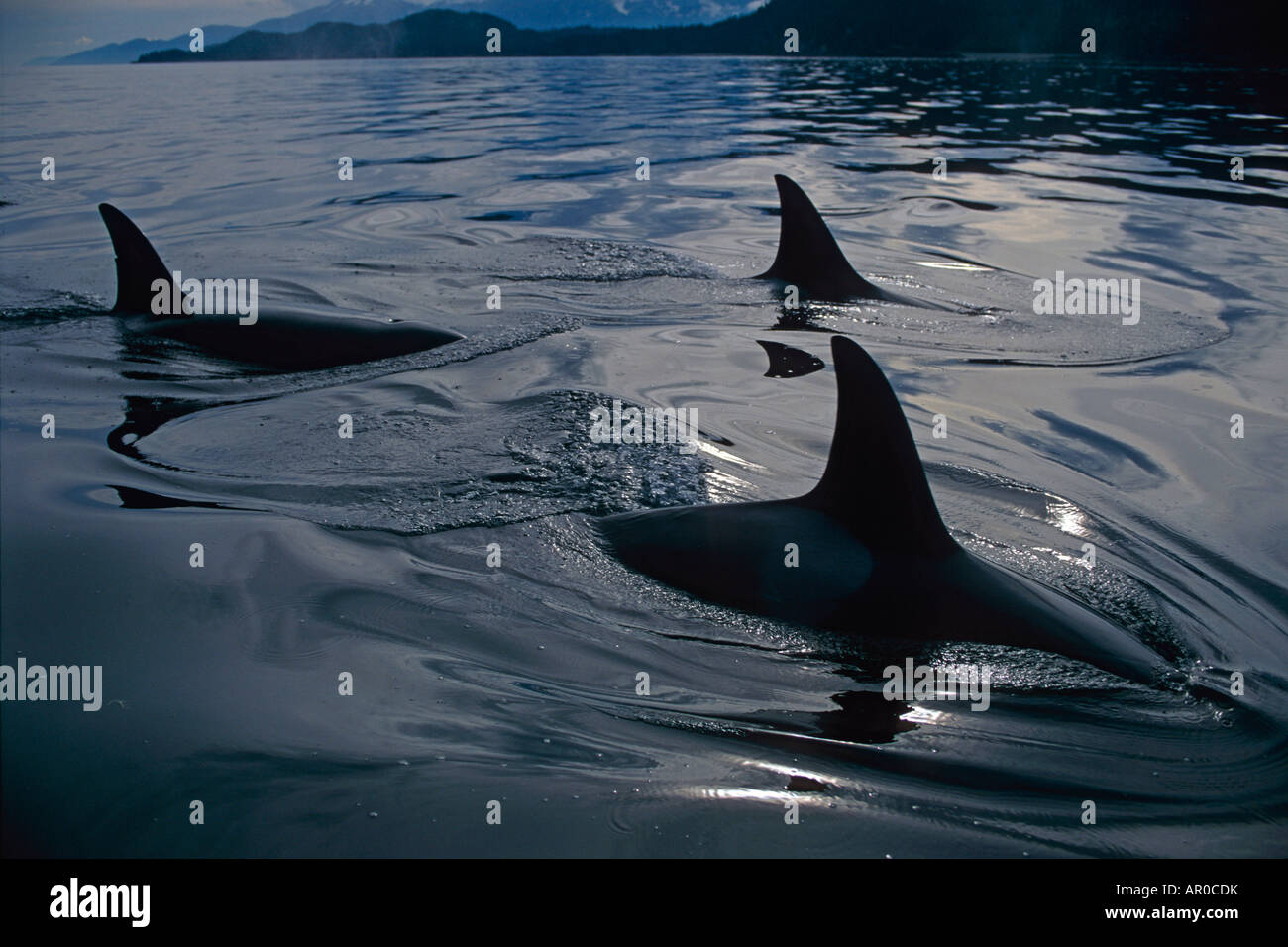 Orca alaska close up hi-res stock photography and images - Alamy