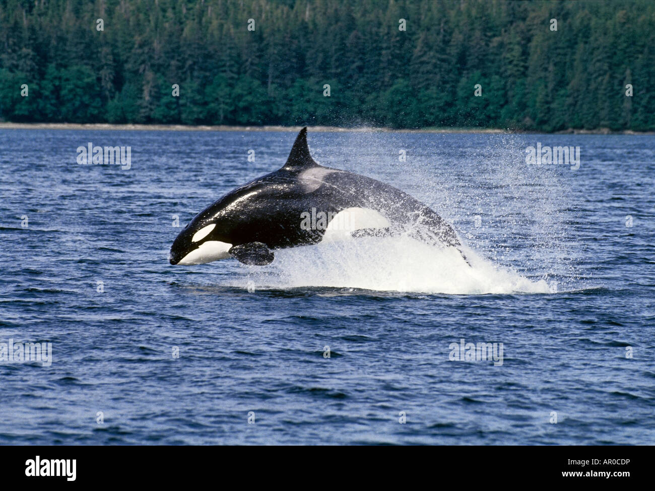 Orcinus orca jumping wild hi-res stock photography and images - Alamy