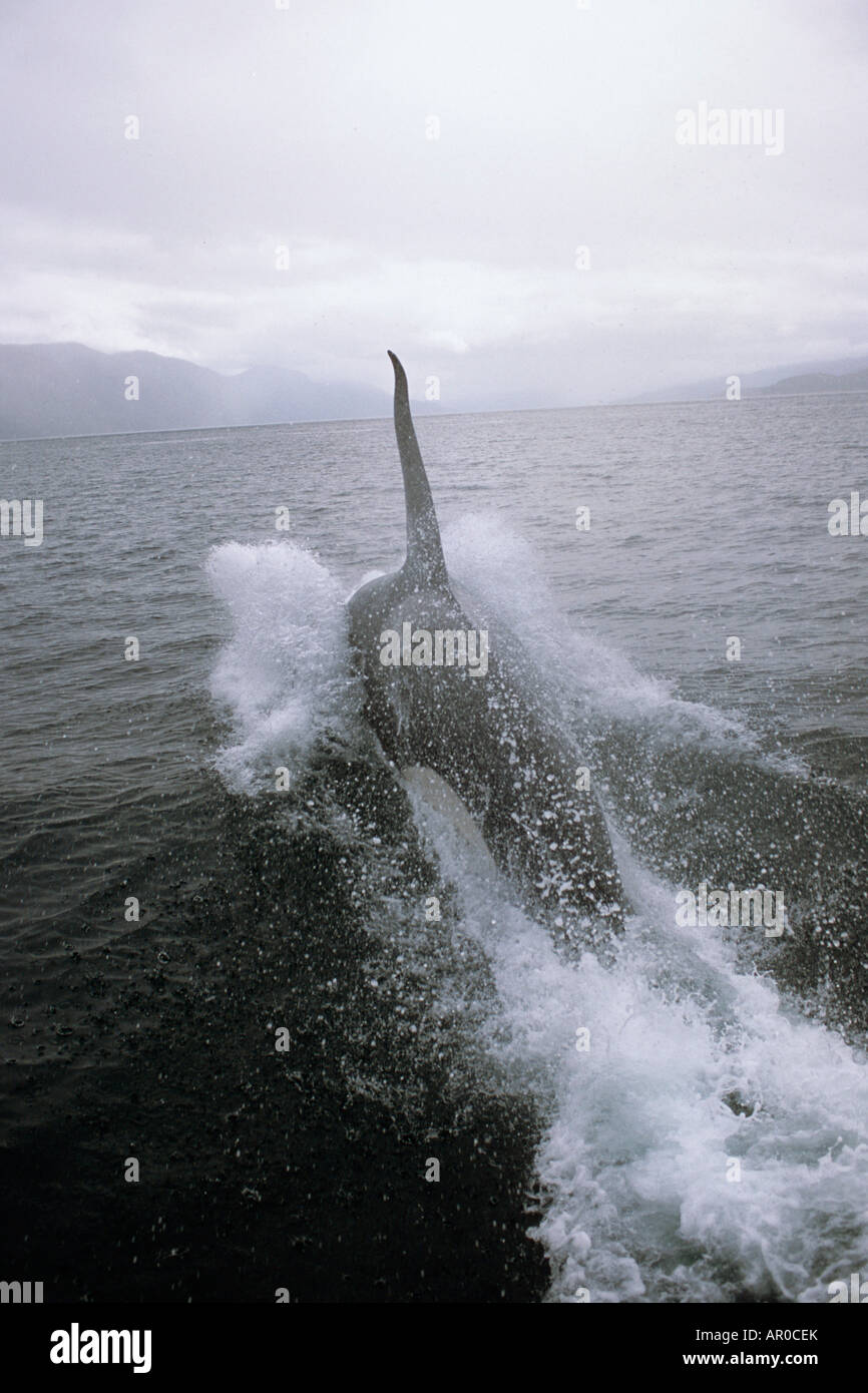 Bull Orca Whale Surges Across Surface of Water AK SE Tracy Arm Stock ...