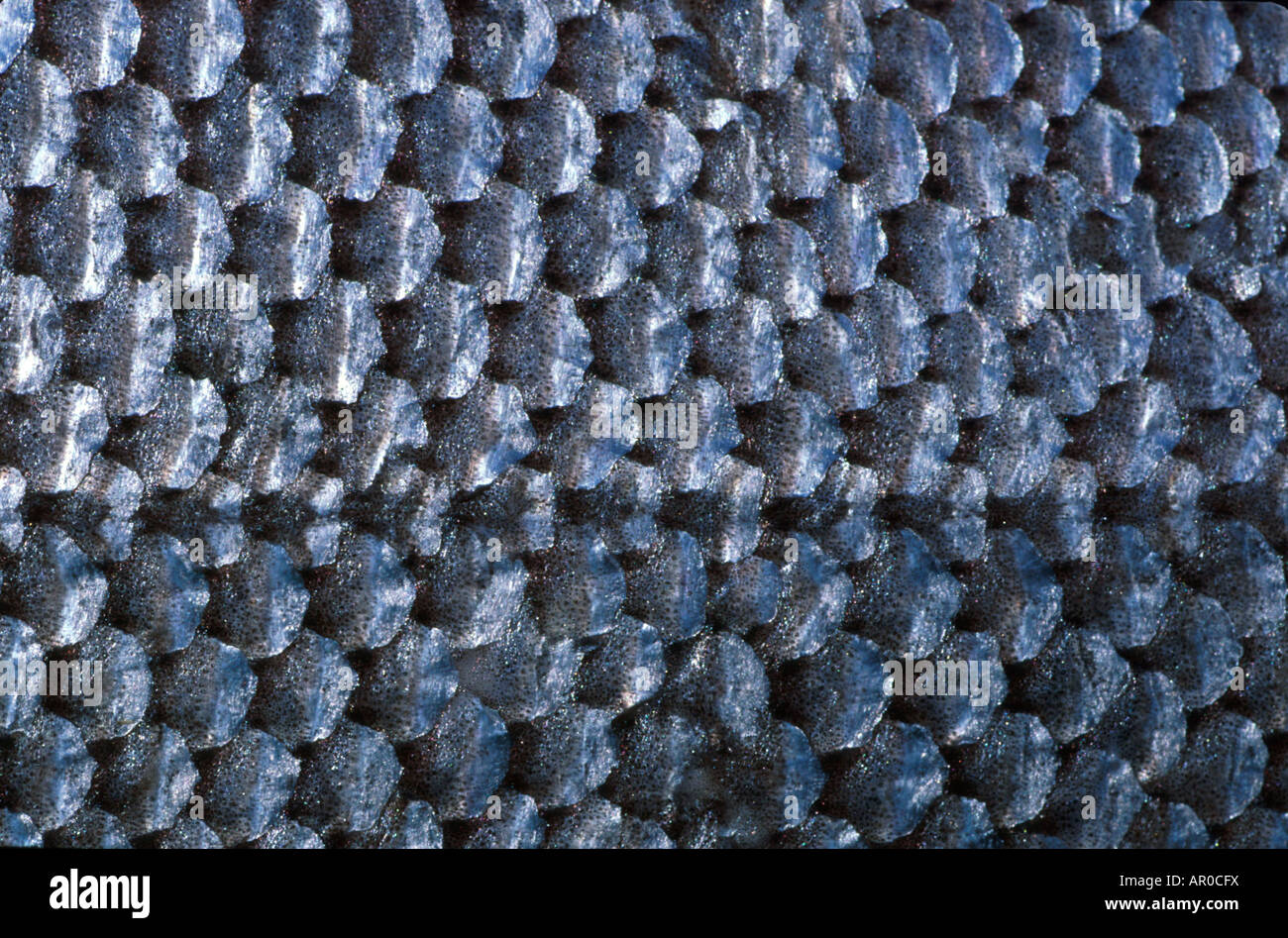 Chinook salmon fish scales hi-res stock photography and images - Alamy
