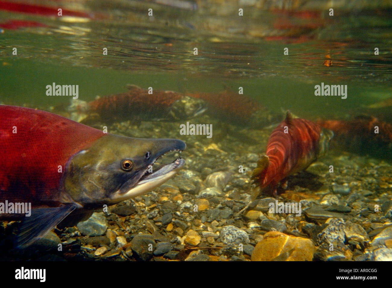 Sockeye Salmon Underwater Upstream High Resolution Stock Photography ...