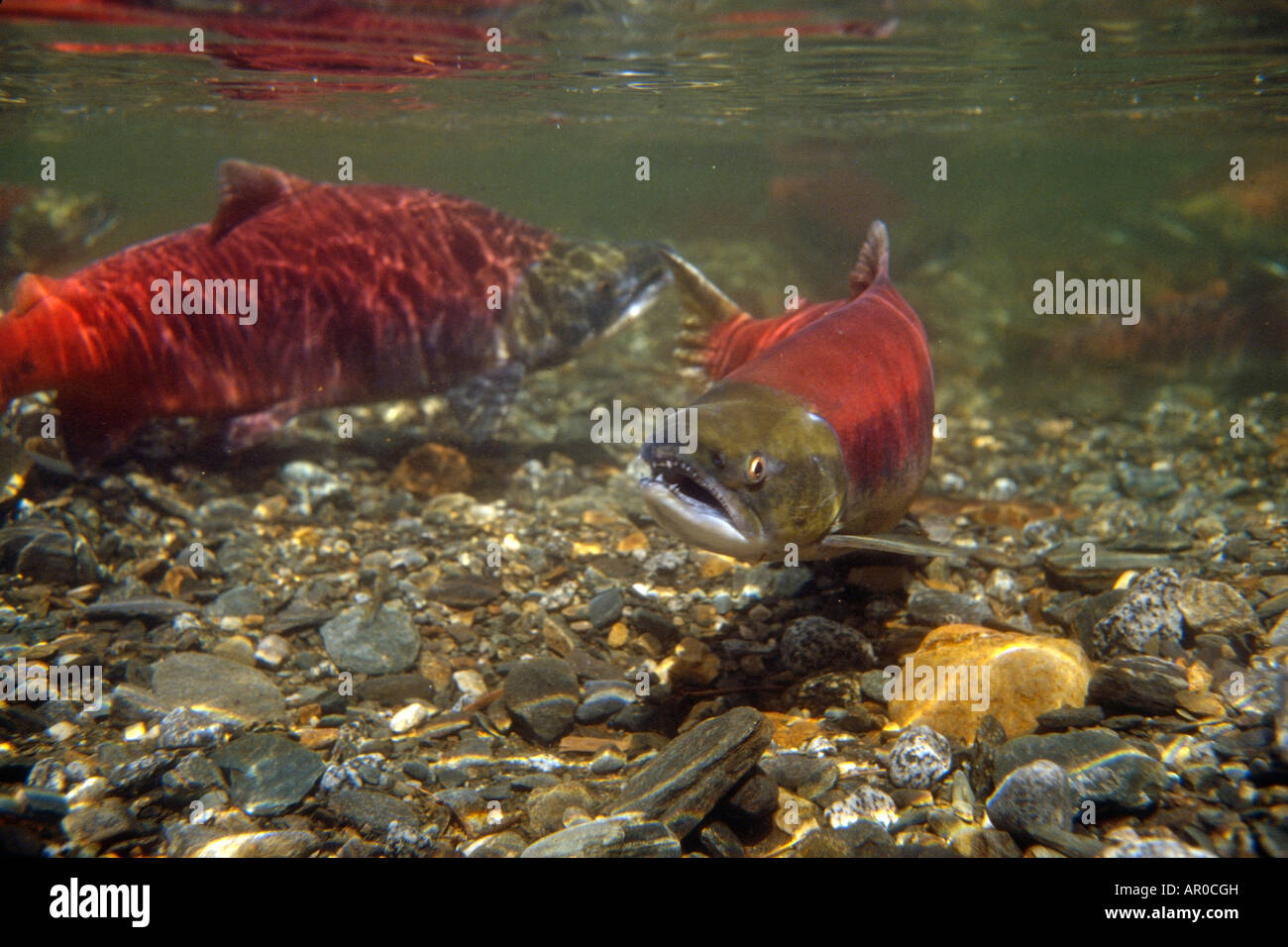 Underwater view of spawning Sockeye (Red) Salmon SE AK Stock Photo - Alamy