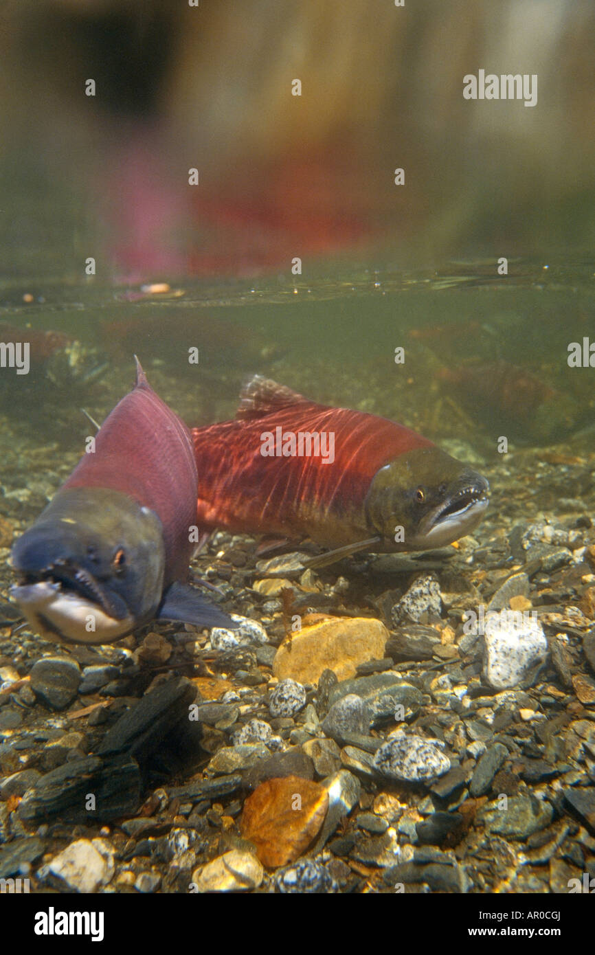 Underwater view of spawning Sockeye (Red) Salmon SE AK Stock Photo - Alamy