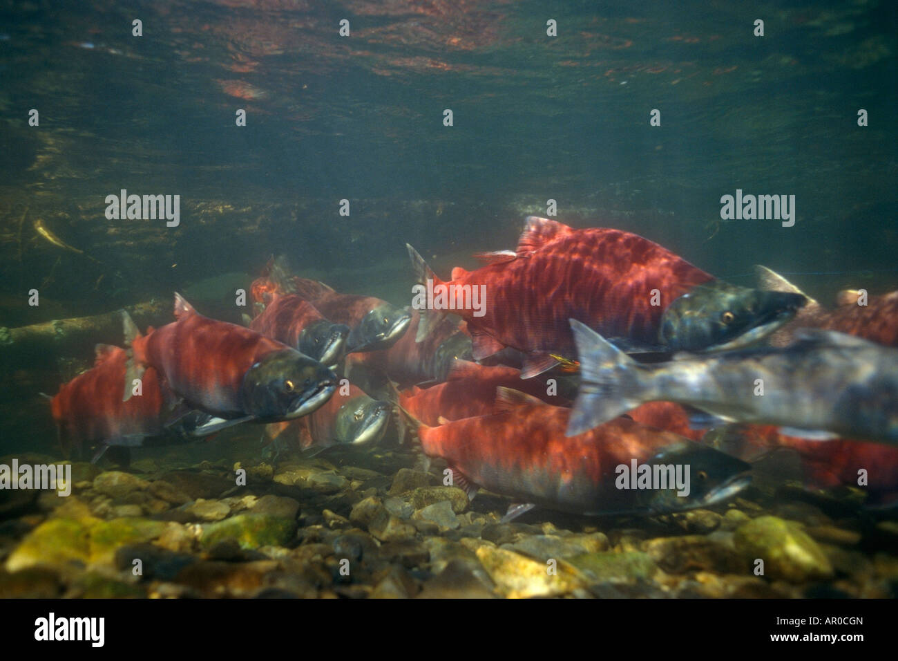 AK Southcentral Sockeye Red Salmon Underwater Spawning Phase School ...