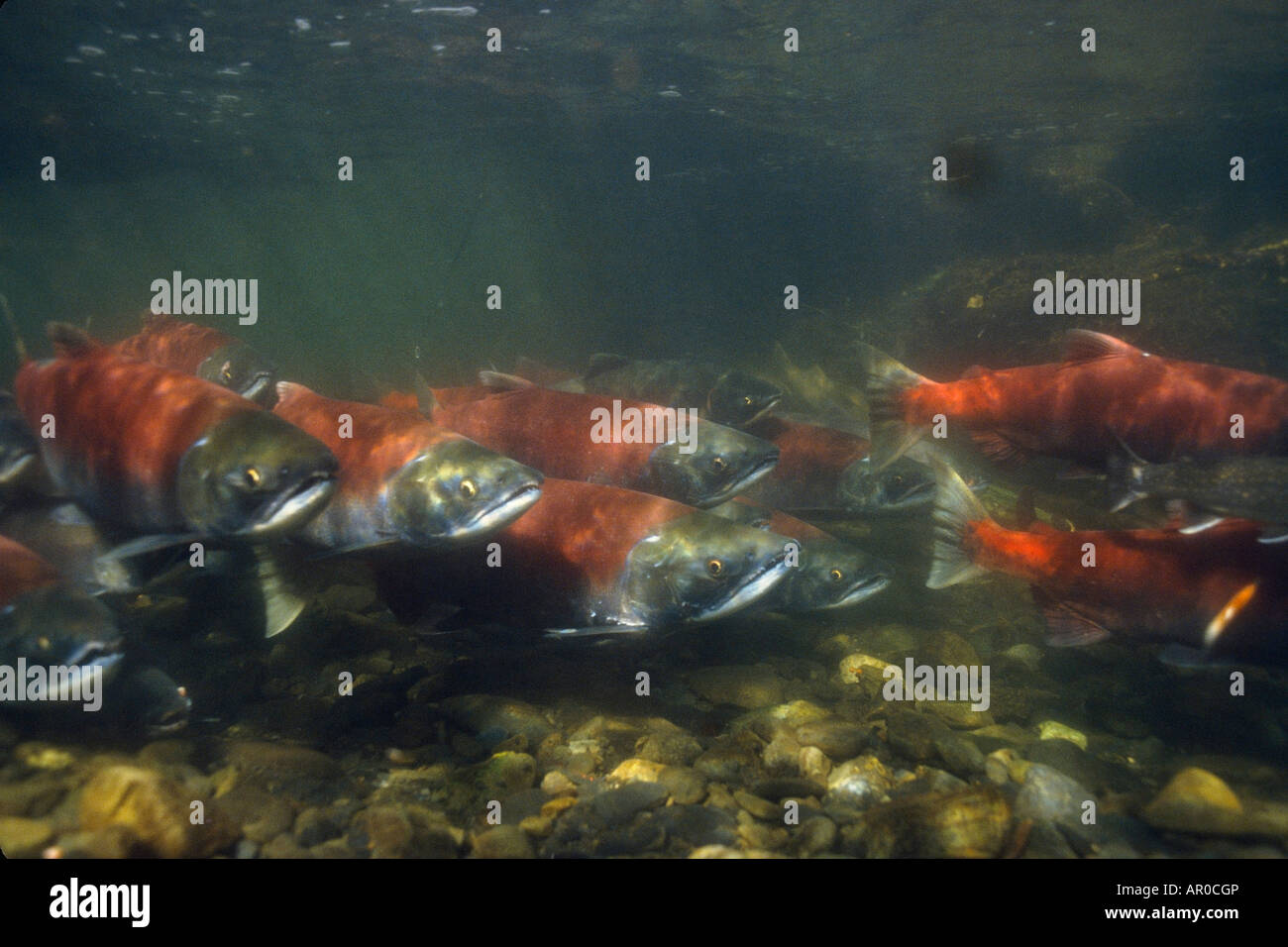 AK Southcentral Sockeye Red Salmon Underwater Spawning Phase School ...