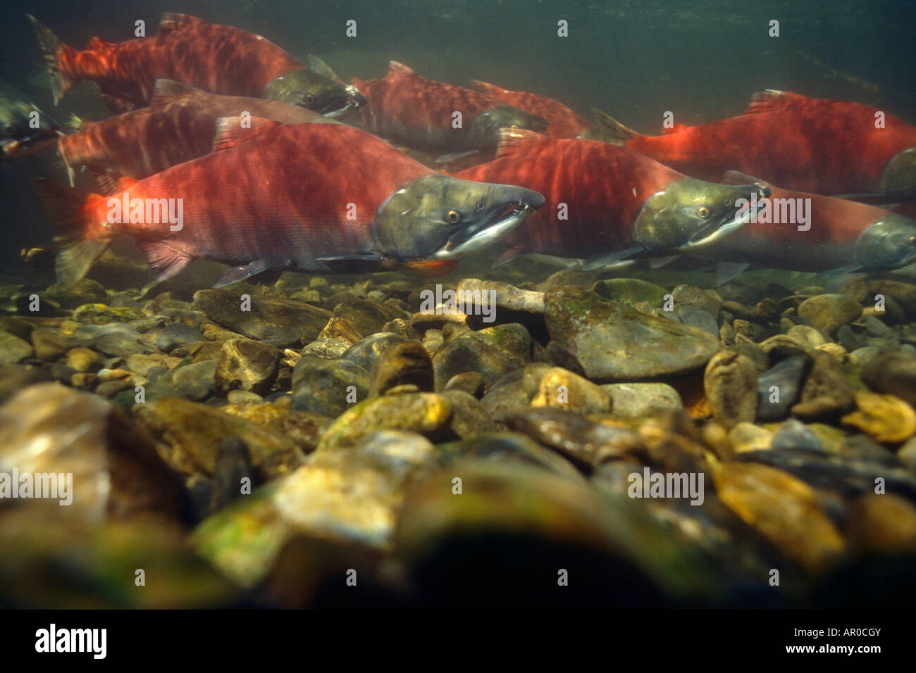 AK Southcentral Sockeye Red Salmon Underwater Spawning Phase School ...