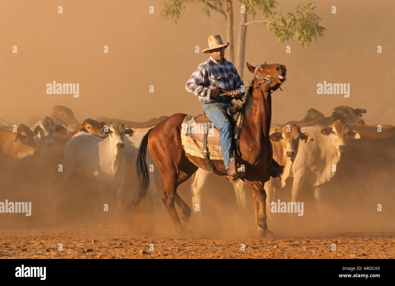 Mustering cattle with horses, Lansdowne Station, Kimberley, Western ...