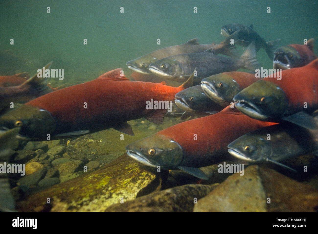School Alaska Wild Salmon Underwater High Resolution Stock Photography ...