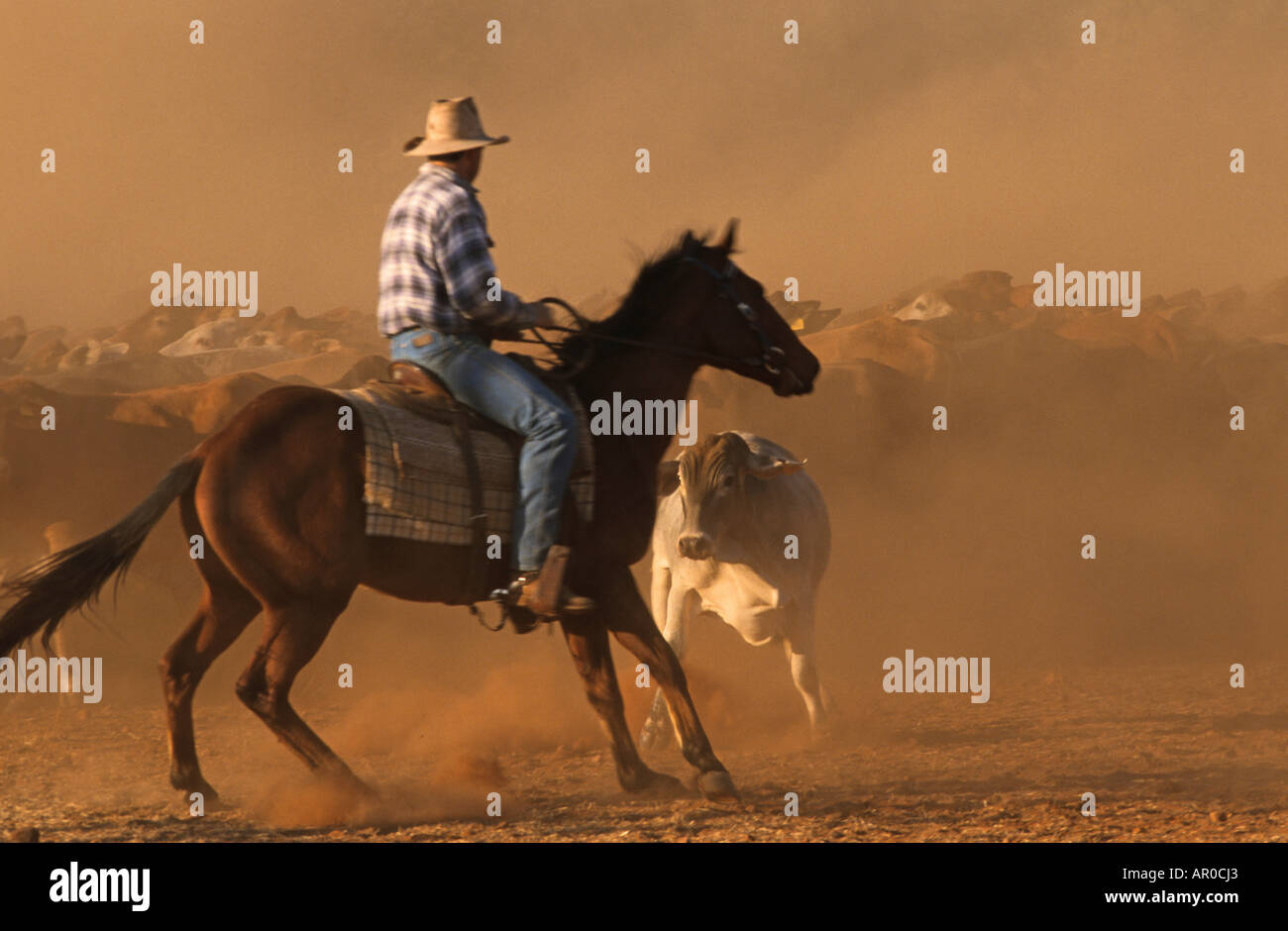 Mustering cattle with horses, Lansdowne Station, Kimberley, Western ...