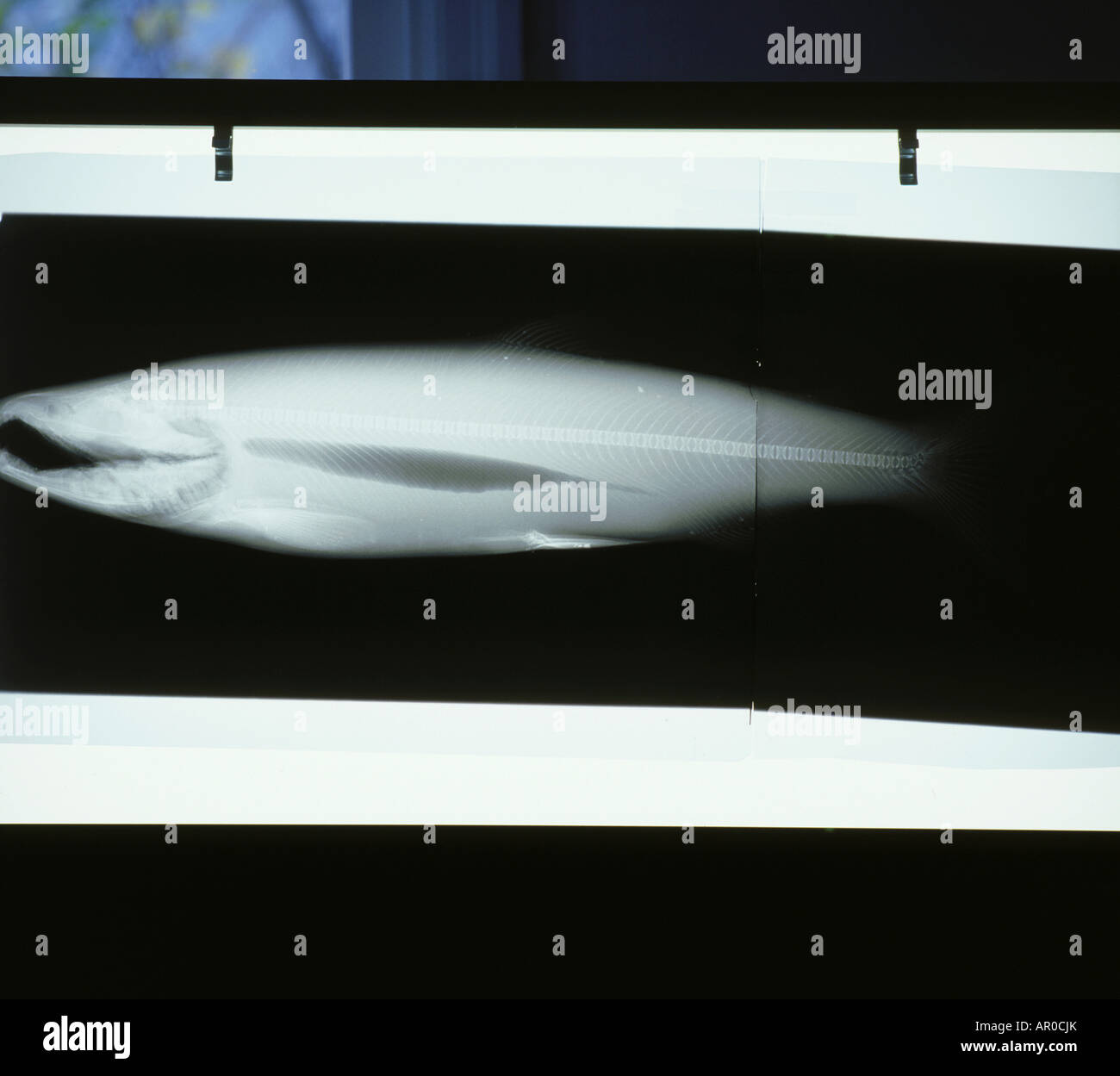 X-Ray of Coho Salmon Stock Photo - Alamy