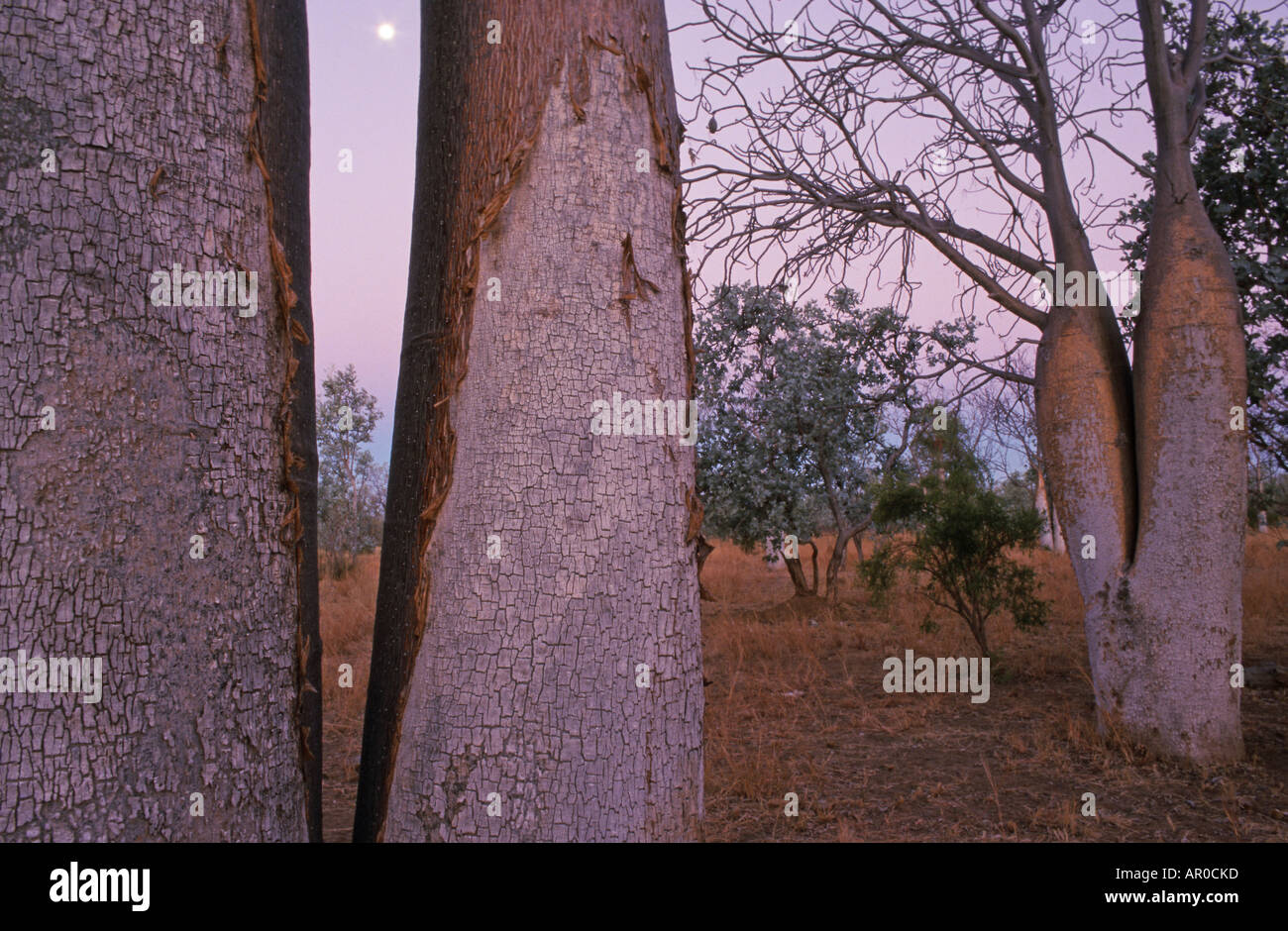 Boab trees in the Kimberleys, National Park, Adansonia gregorii ...