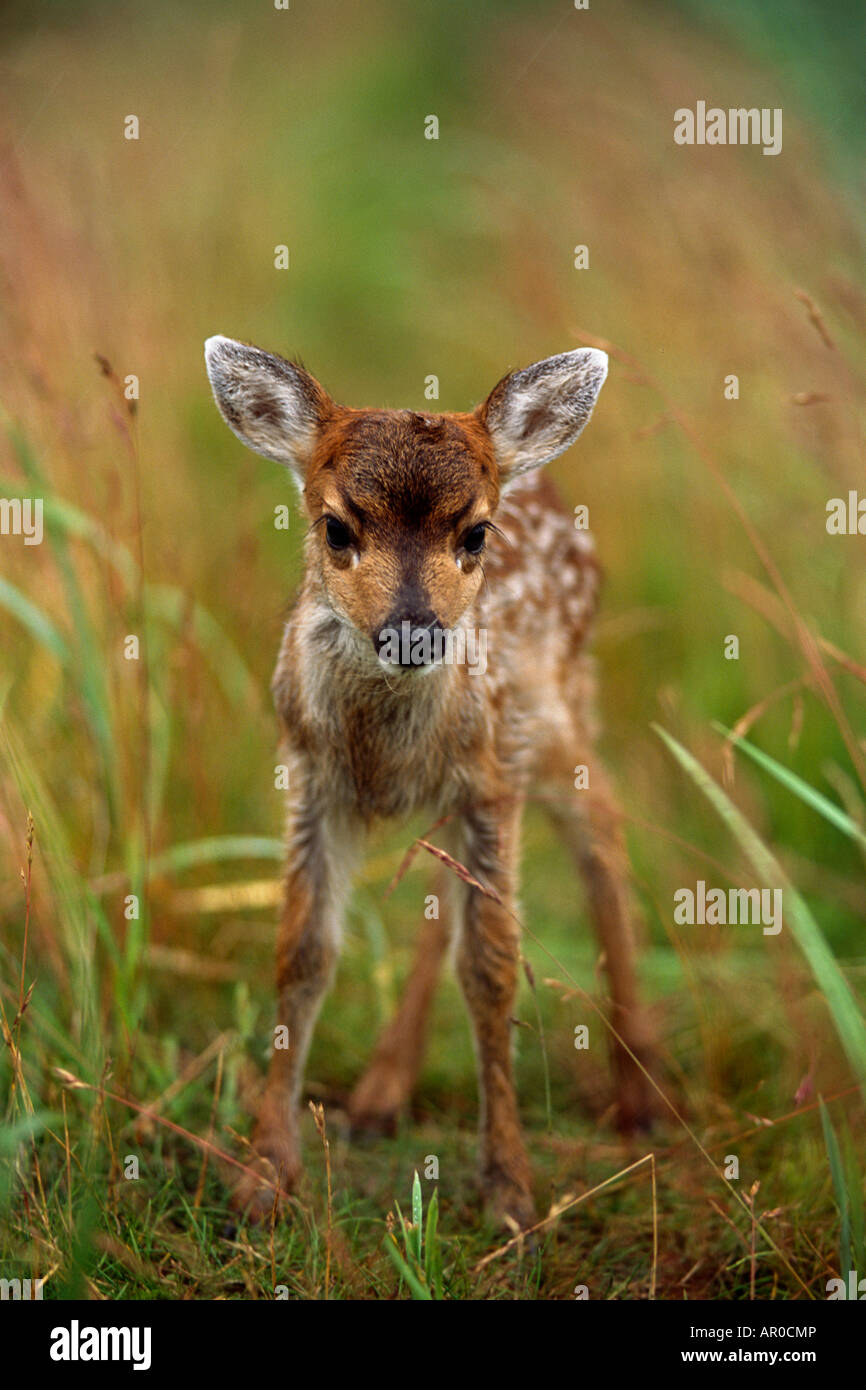 Young Sitka Blacktail fawn Captive Alaska Wildlife Conservation Center ...