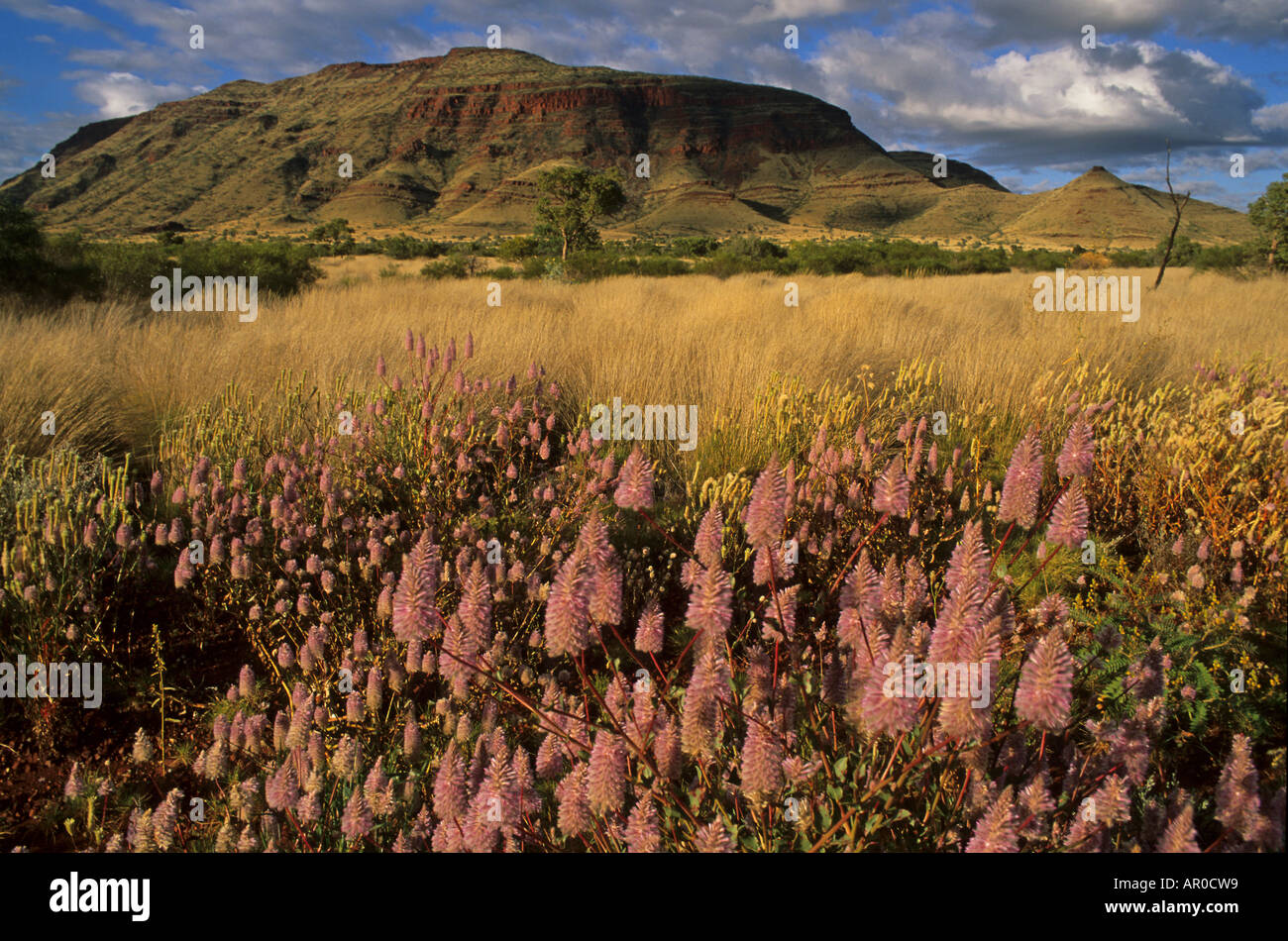 mulla mulla, flowers in the Pilbara, Western Australia, Australia Stock ...