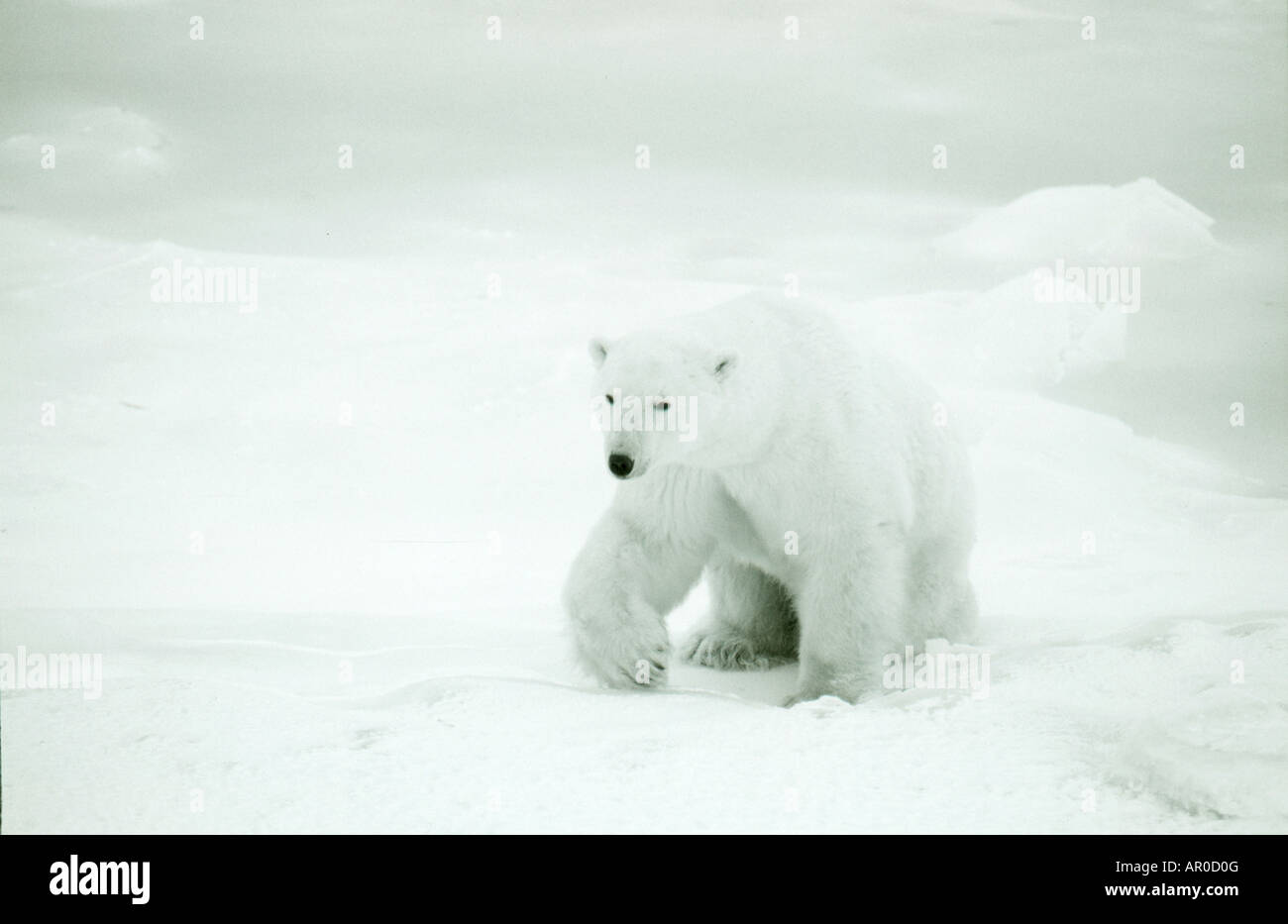 Polar Bear Walking on Ice Pack Churchill Canada Stock Photo - Alamy